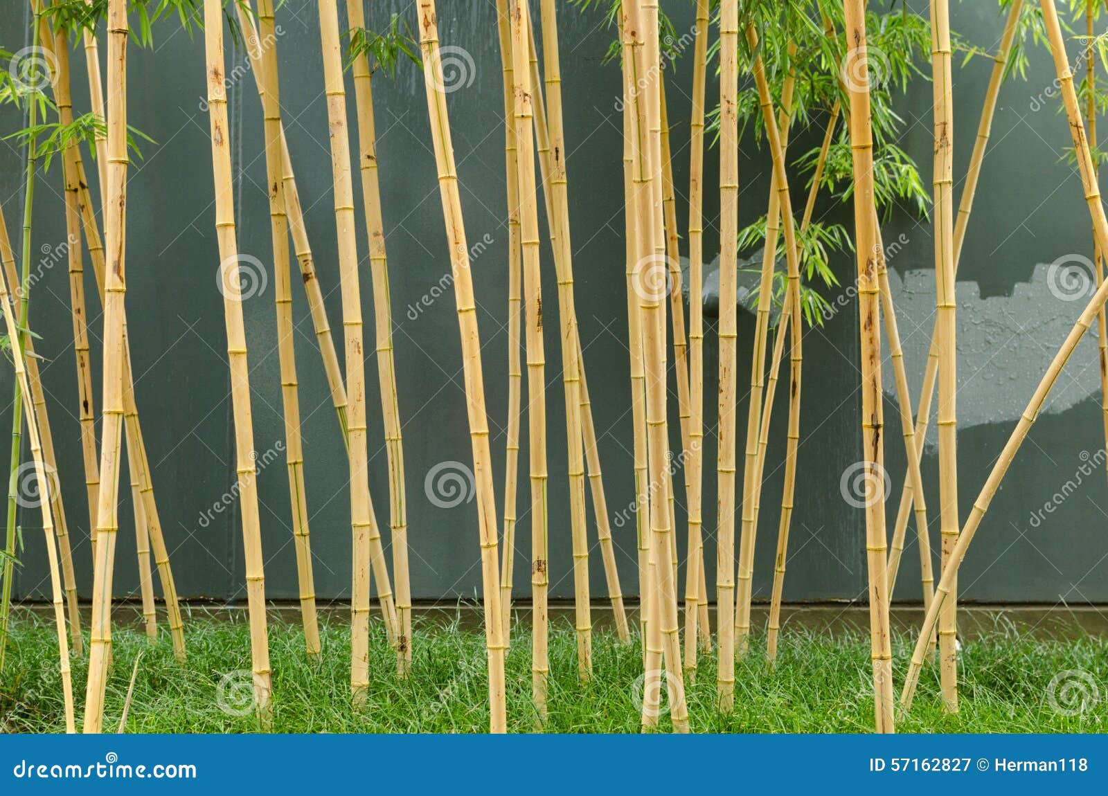 Bamboo and Gray Wall Background Stock Image - Image of wall, green ...