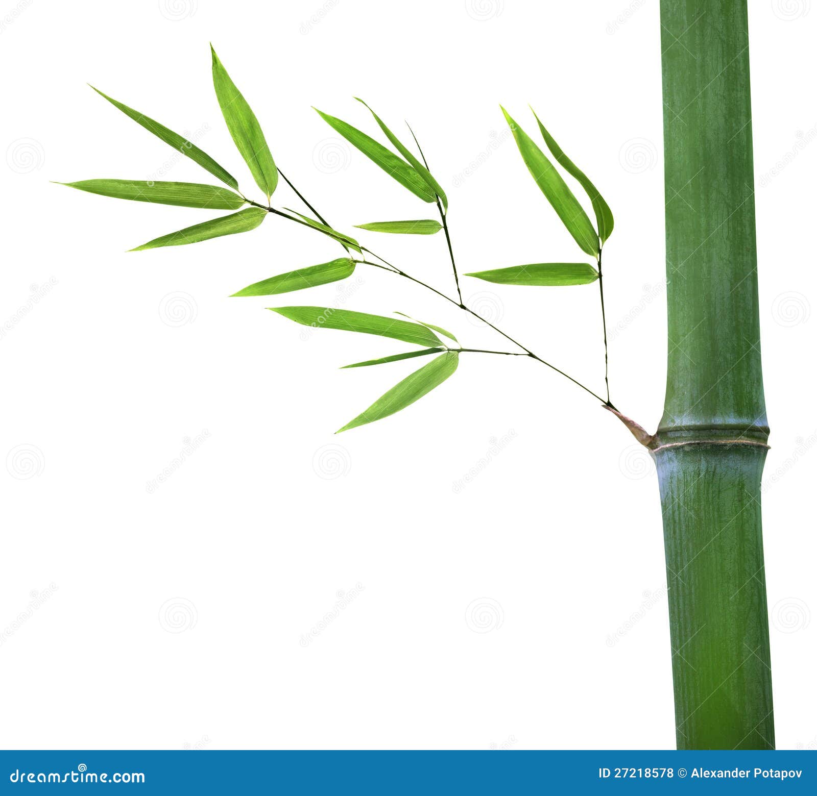 Bamboo with Green Branch Isolated on White Stock Photo - Image of tree ...
