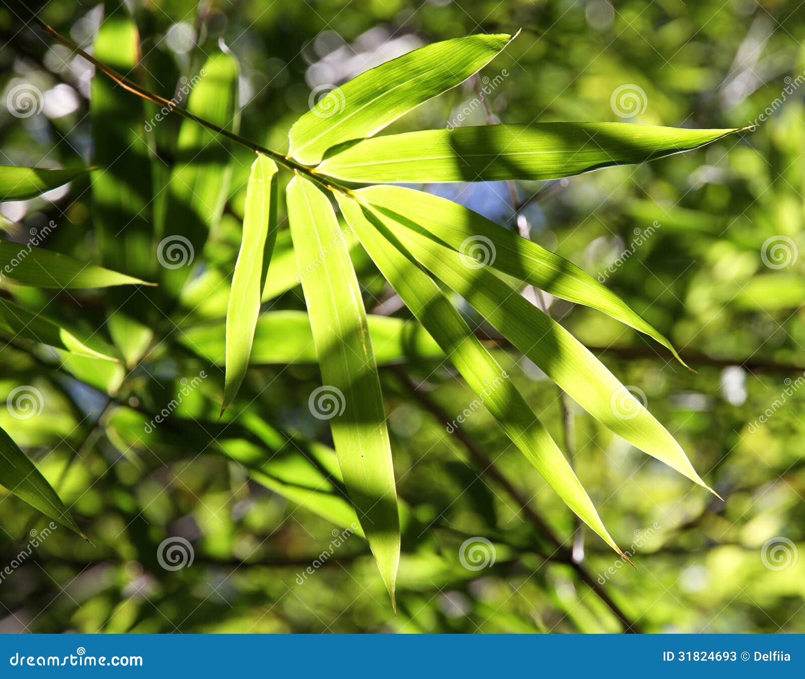 Bamboo green branch. stock image. Image of bamboo, wild - 31824693