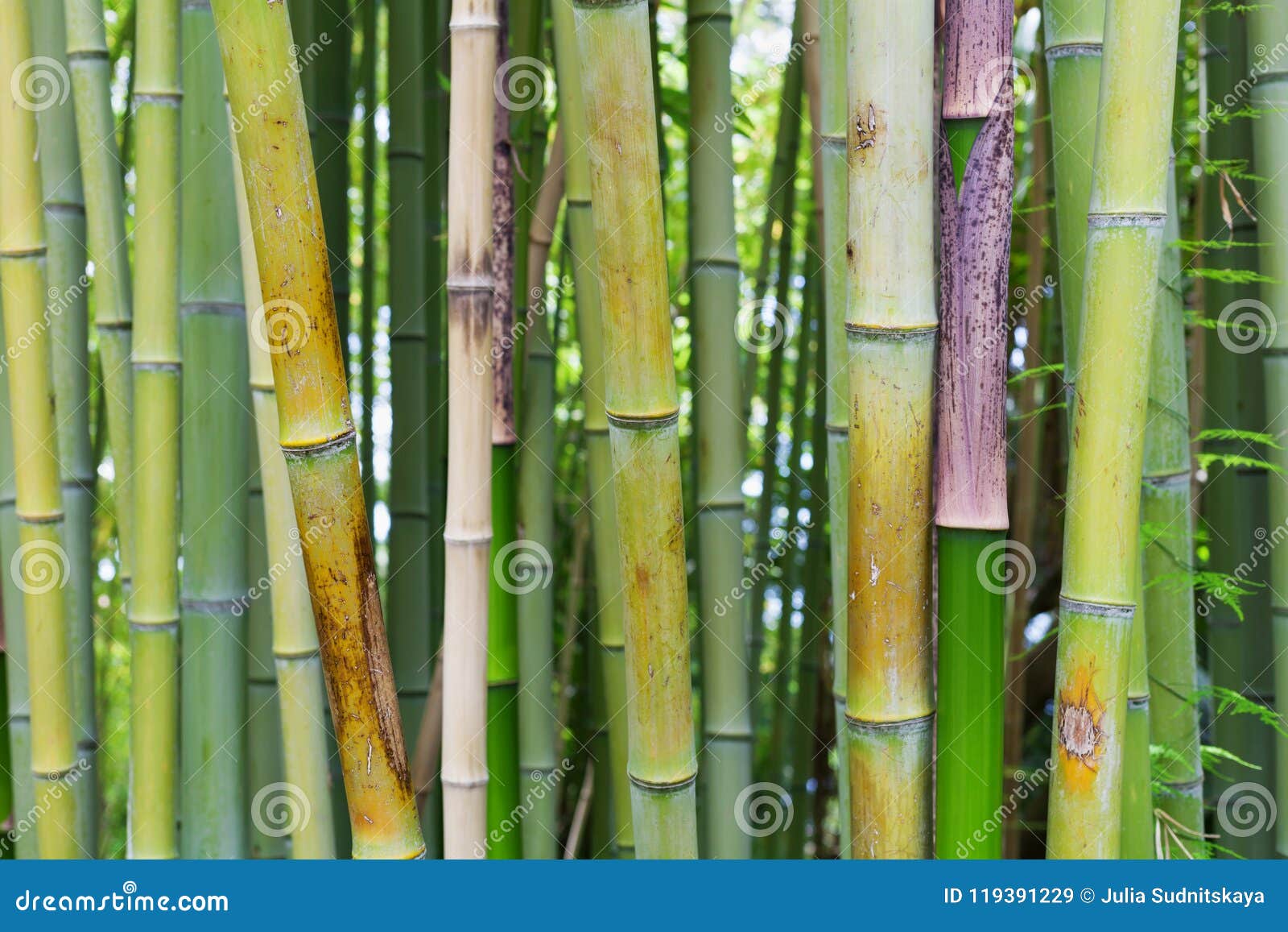 Bamboo Green Jungle or Forest Background. Stock Image - Image of bamboo ...