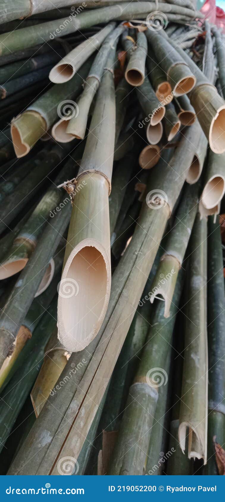 Bamboo Green tree carving stock photo. Image of carvin - 219052200