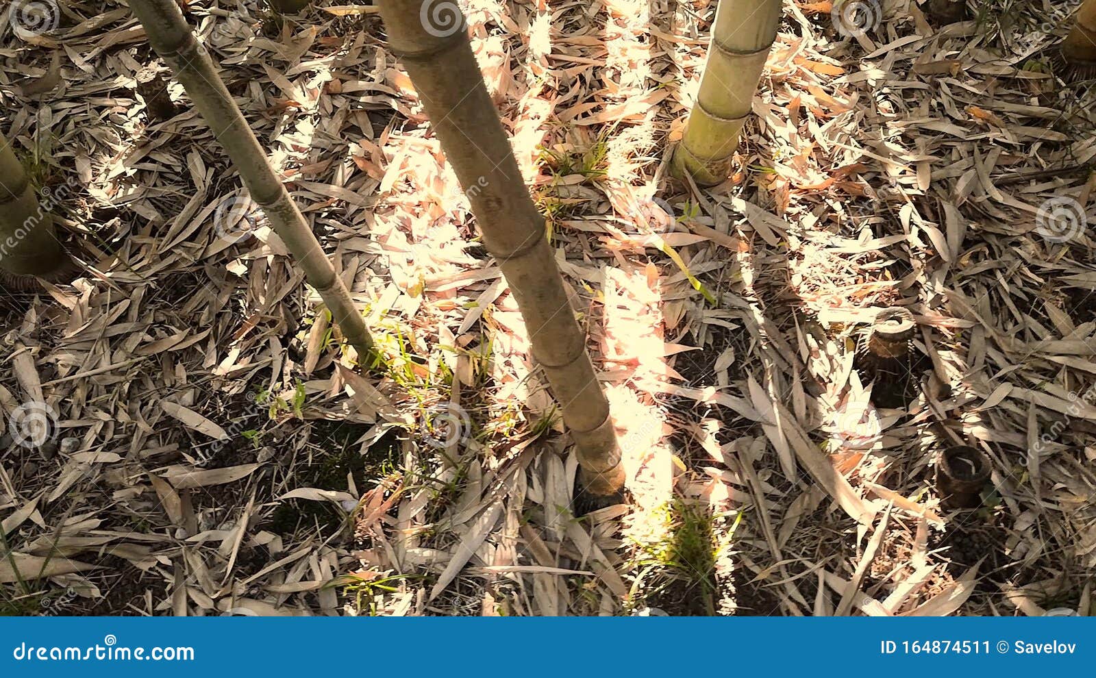 Bamboo in the Ground in Bright Sunlight Stock Video - Video of forest ...
