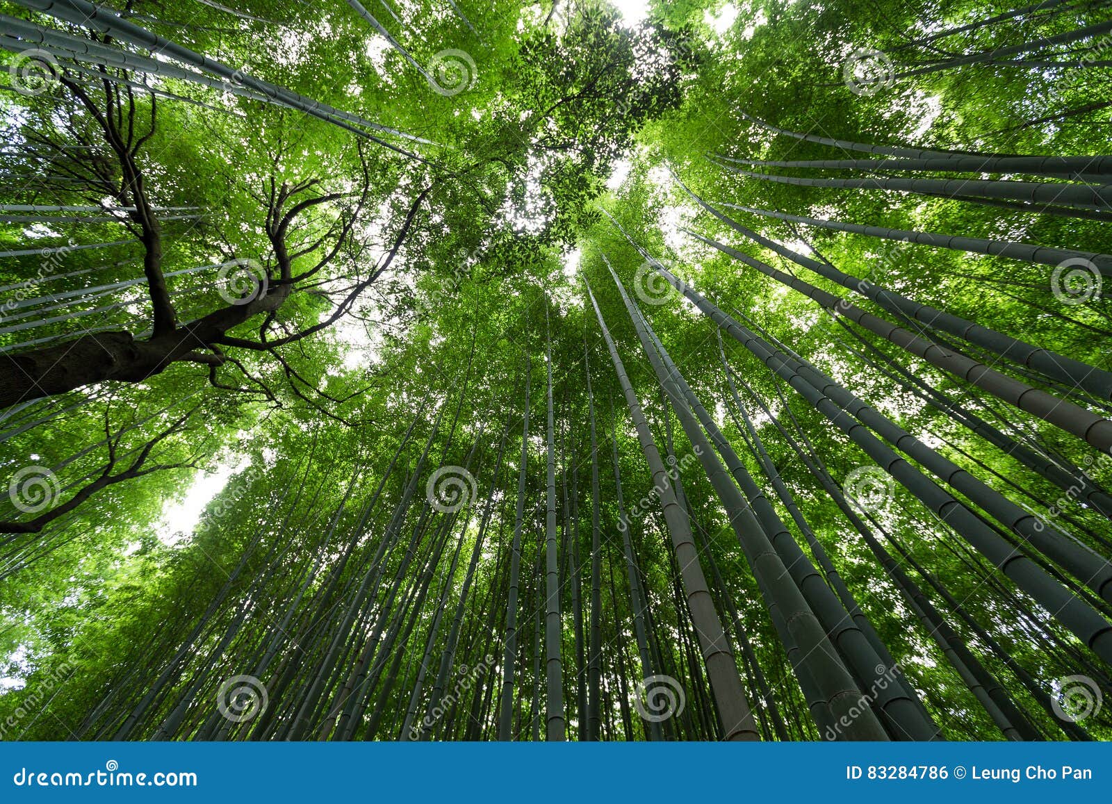 Bamboo grove stock photo. Image of greenery, beautiful - 83284786