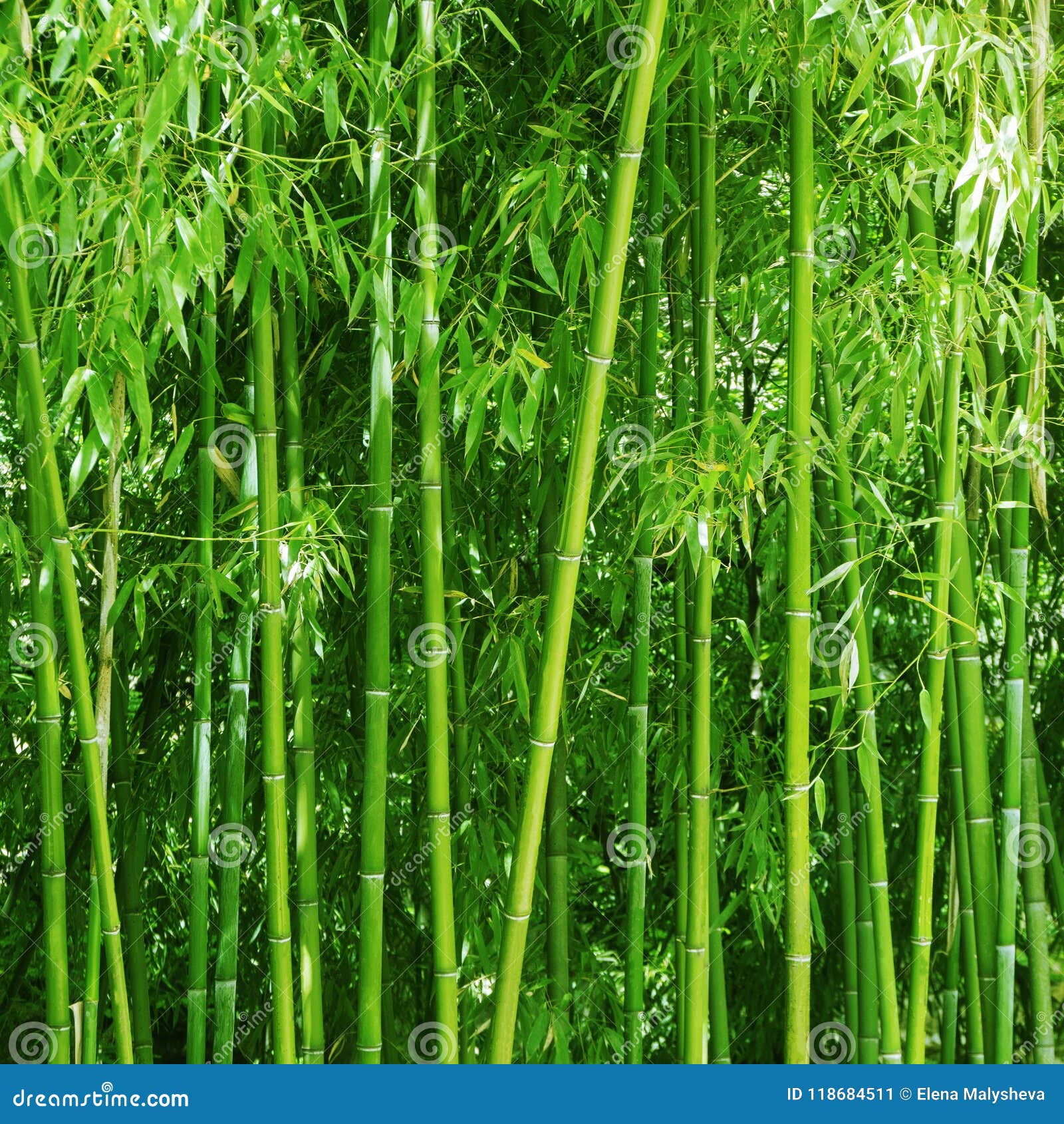 Bamboo Grove. Bright Green Slender Trunks Stock Image - Image of grow ...