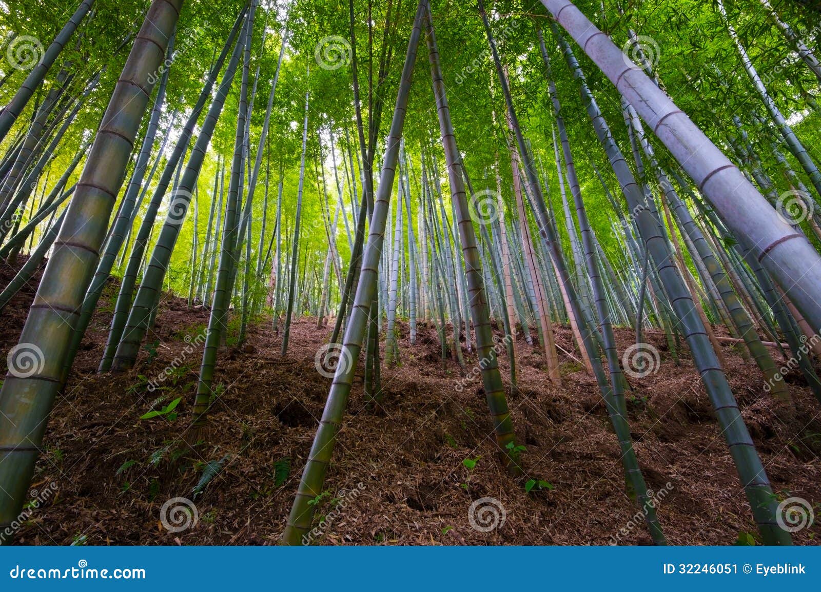 Bamboo Grove in May-Phyllostachys Spp. Stock Image - Image of life ...
