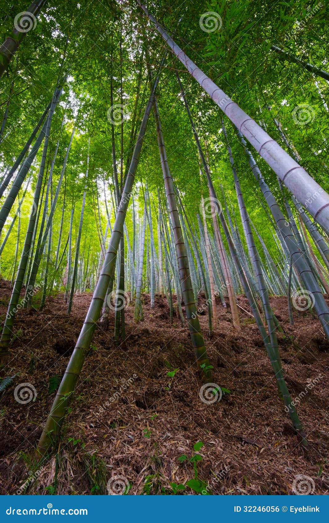 Bamboo Grove in May-Phyllostachys Spp. Stock Photo - Image of grove ...