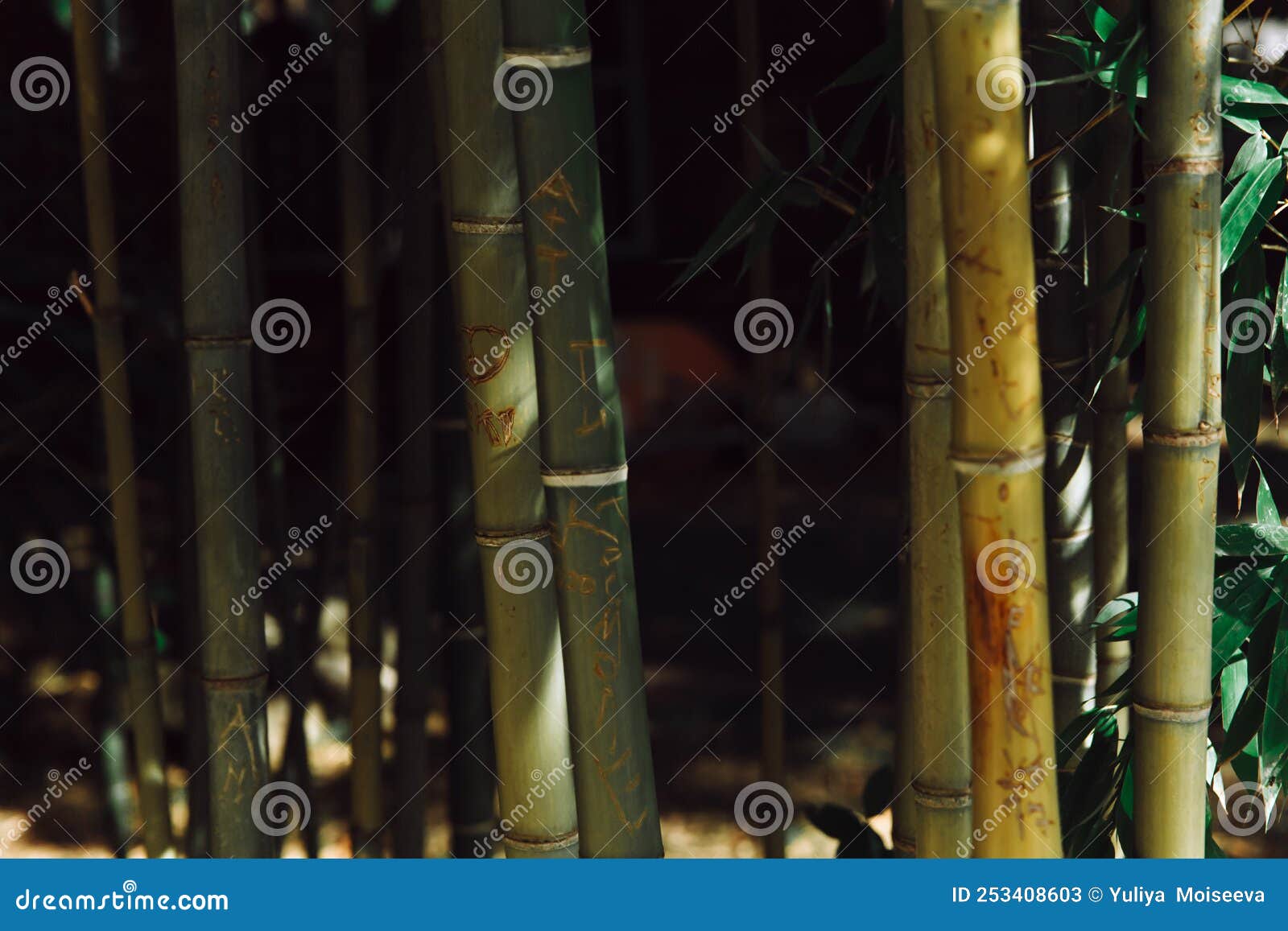 Bamboo Grove with the Sun among the Trunks. Stock Image - Image of ...