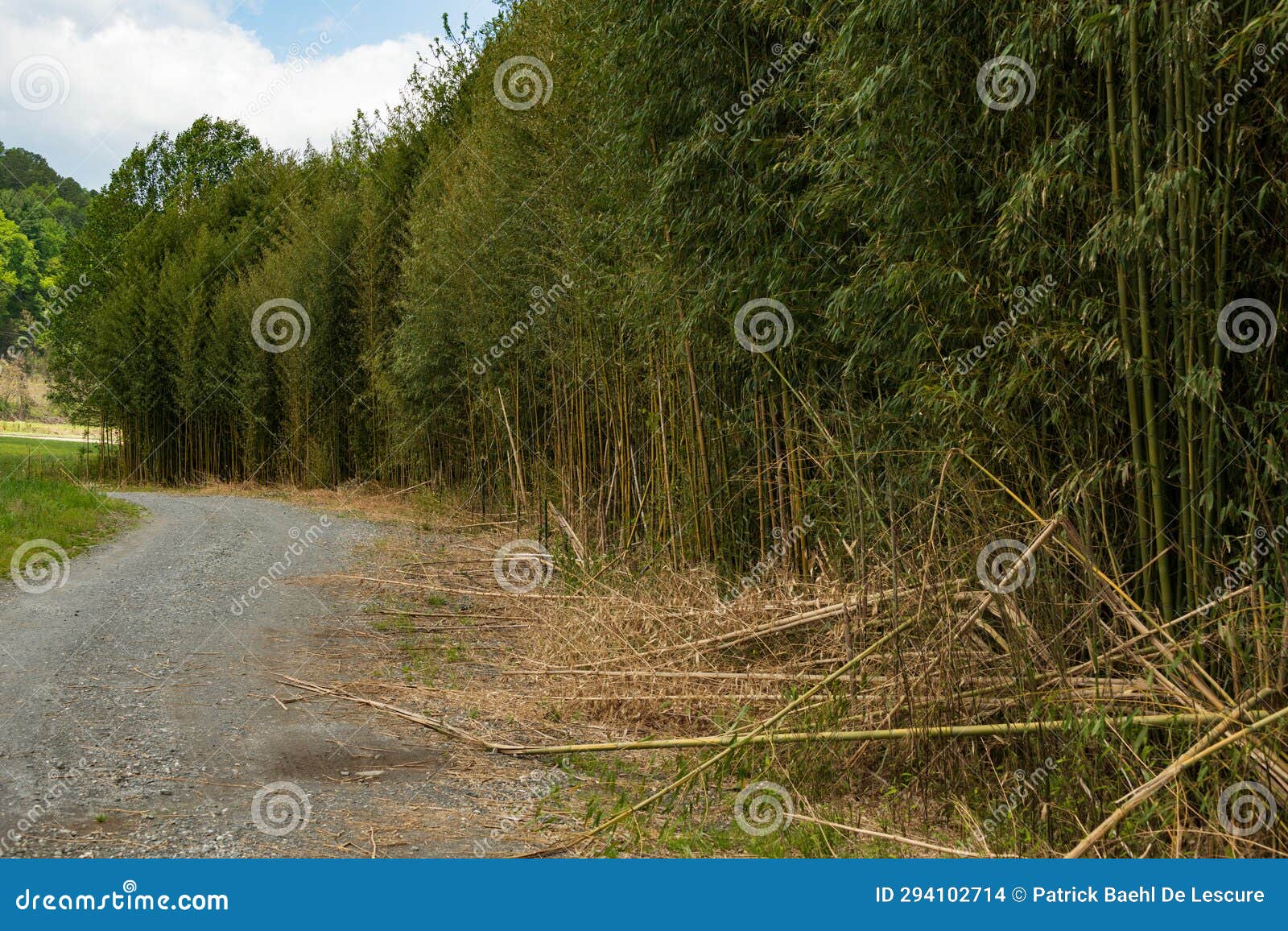 Bamboo Growing at the Edge of the Field Stock Photo - Image of north ...