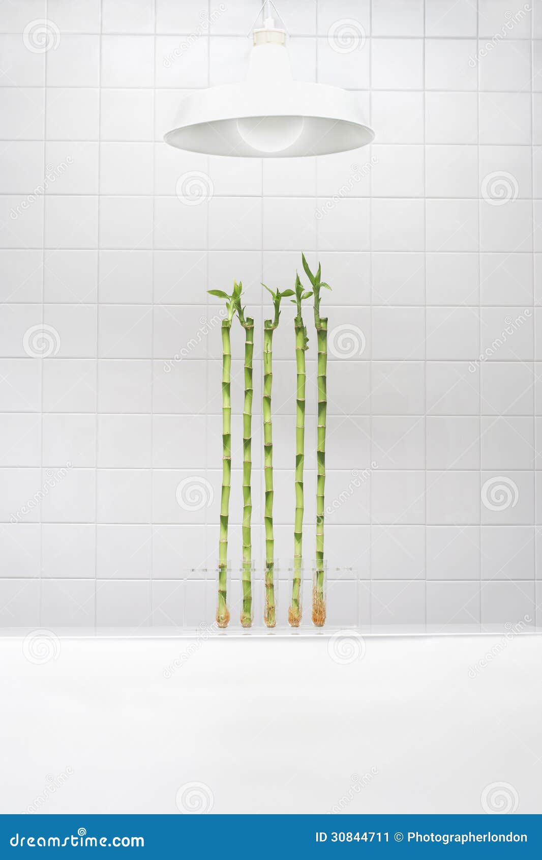 Bamboo Growing in Test Tubes Under Lamp Stock Image - Image of group ...