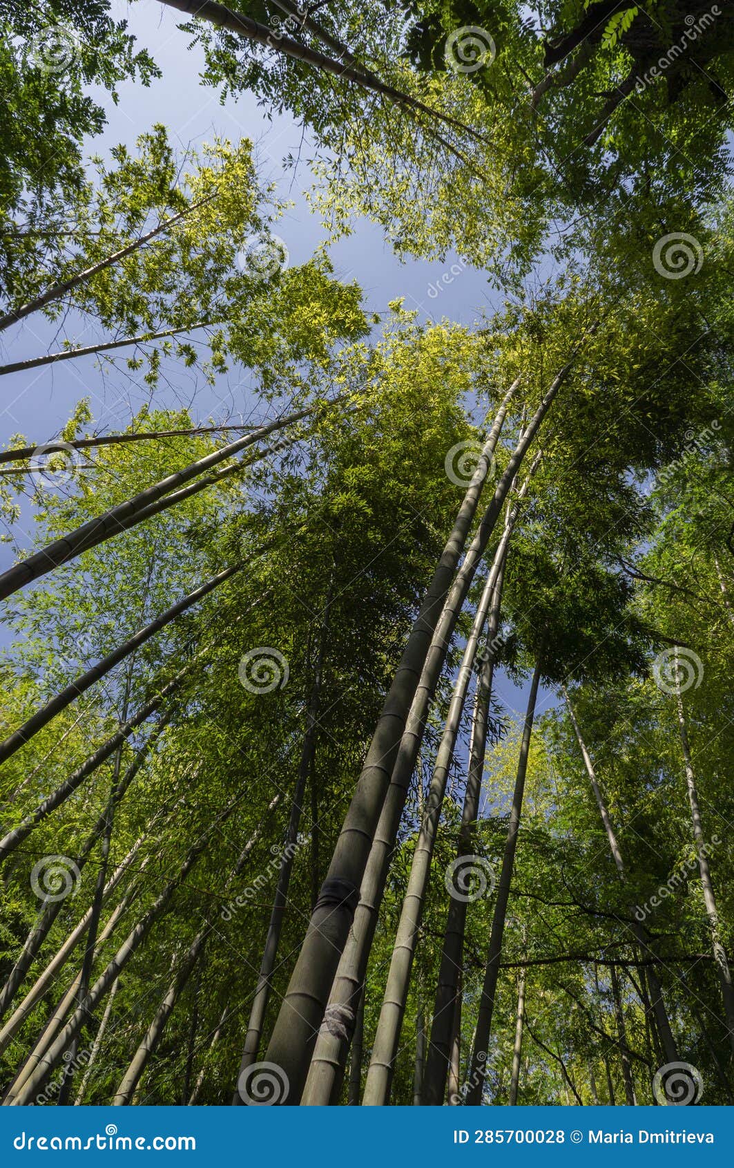 Bamboo growing. stock photo. Image of bright, woodland - 285700028