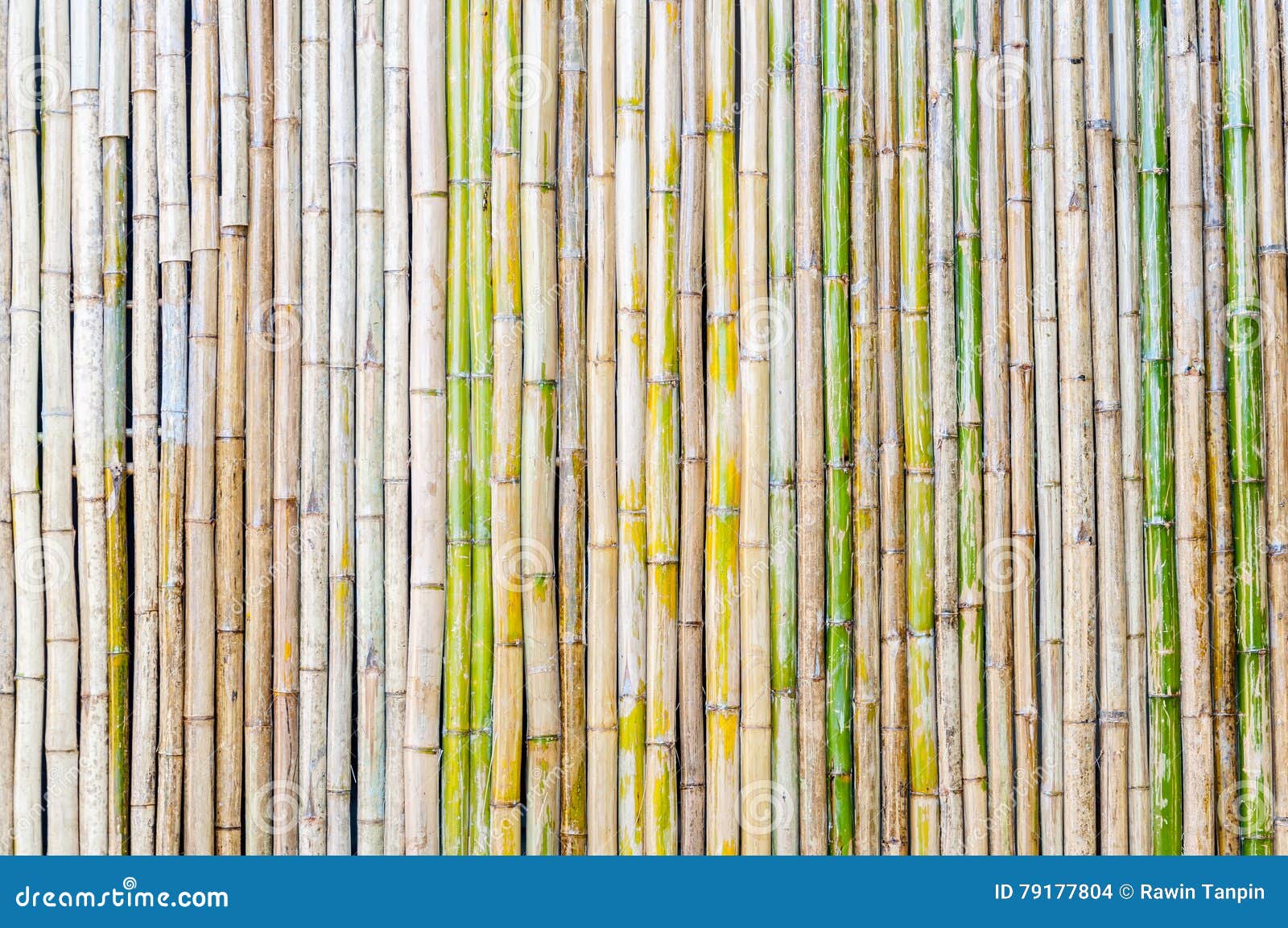 Bamboo Cut Half Weave Wall Texture Or Background Royalty-Free Stock ...