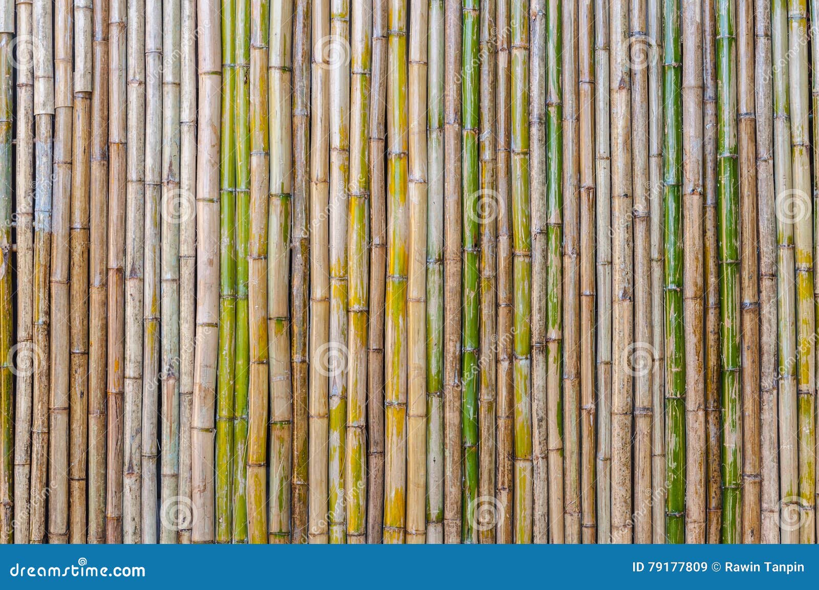 Bamboo Cut Half Weave Wall Texture Or Background Royalty-Free Stock ...