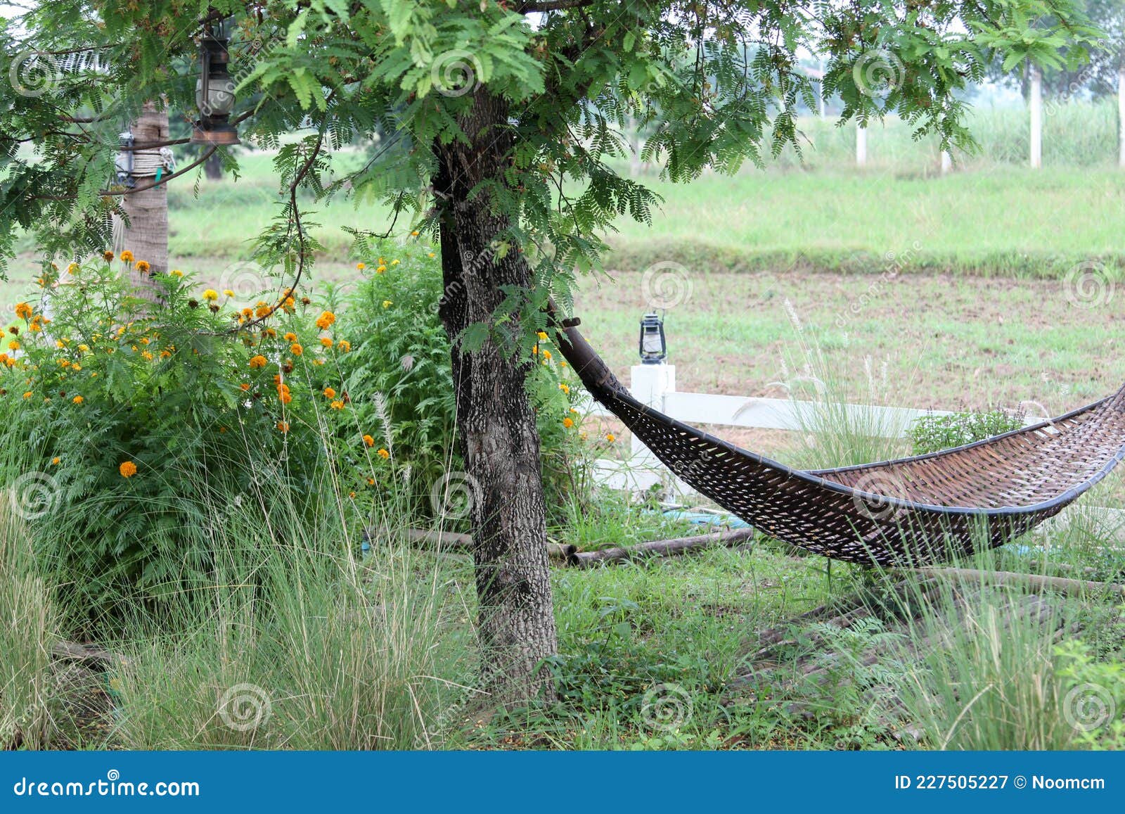 The Bamboo Hammock Hanging between the Trees Stock Image - Image of ...