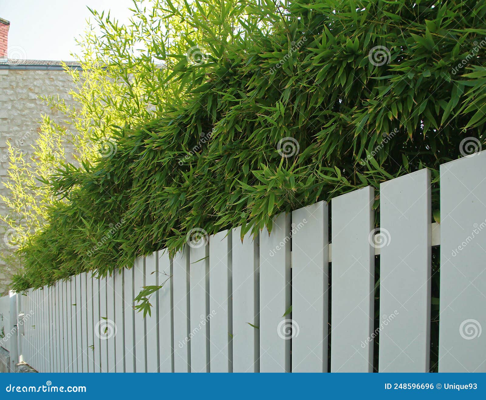 Bamboo Hedge Behind a Fence Stock Photo - Image of provence, mixed ...