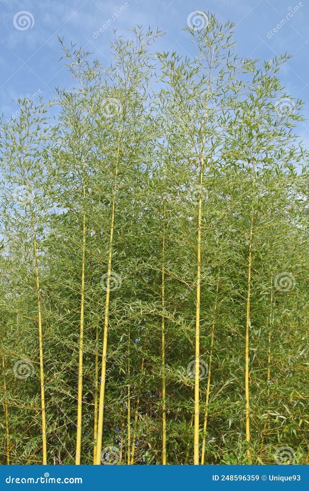 Bamboo Hedge with Large Development Stock Image - Image of bamboo ...
