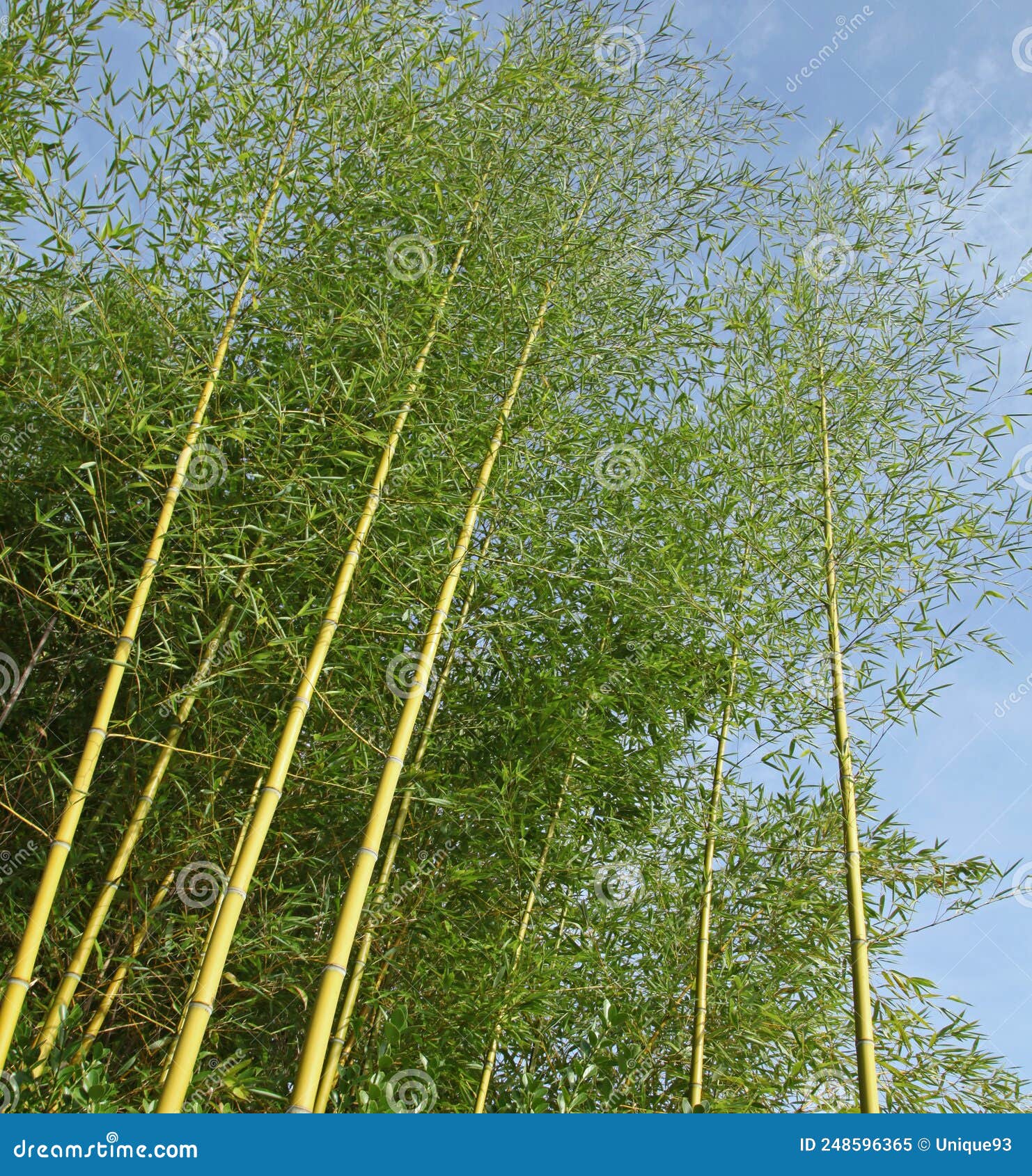 Bamboo Hedge with Large Development Stock Image - Image of development ...