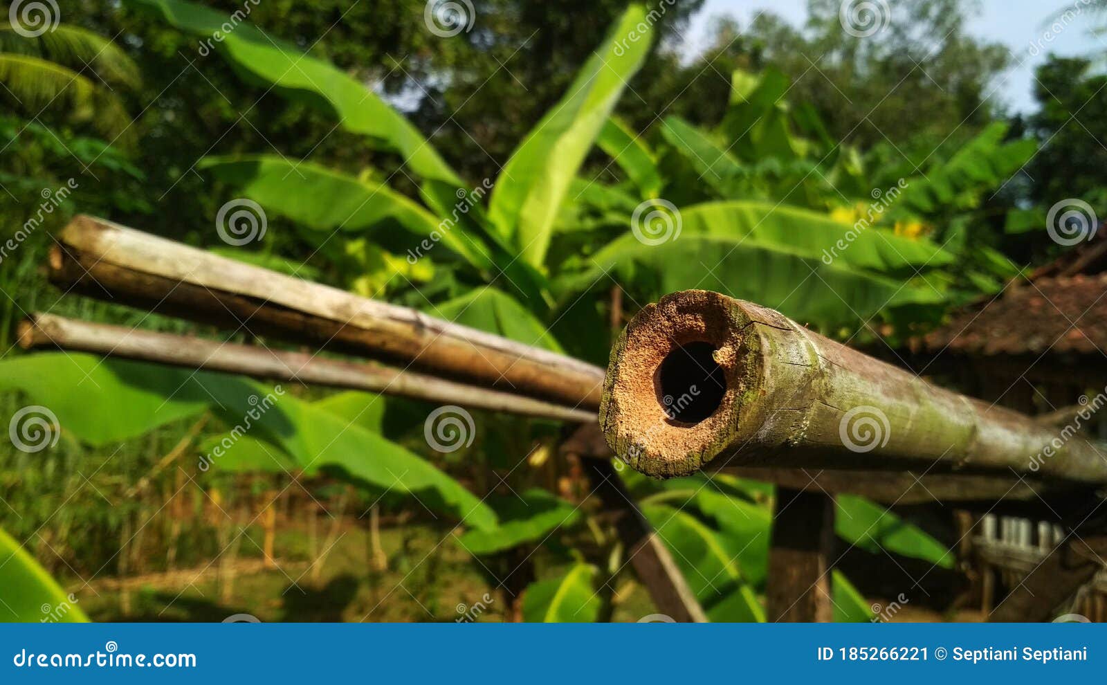 Bamboo Hole in the Afternoon Stock Image - Image of grass, produce ...
