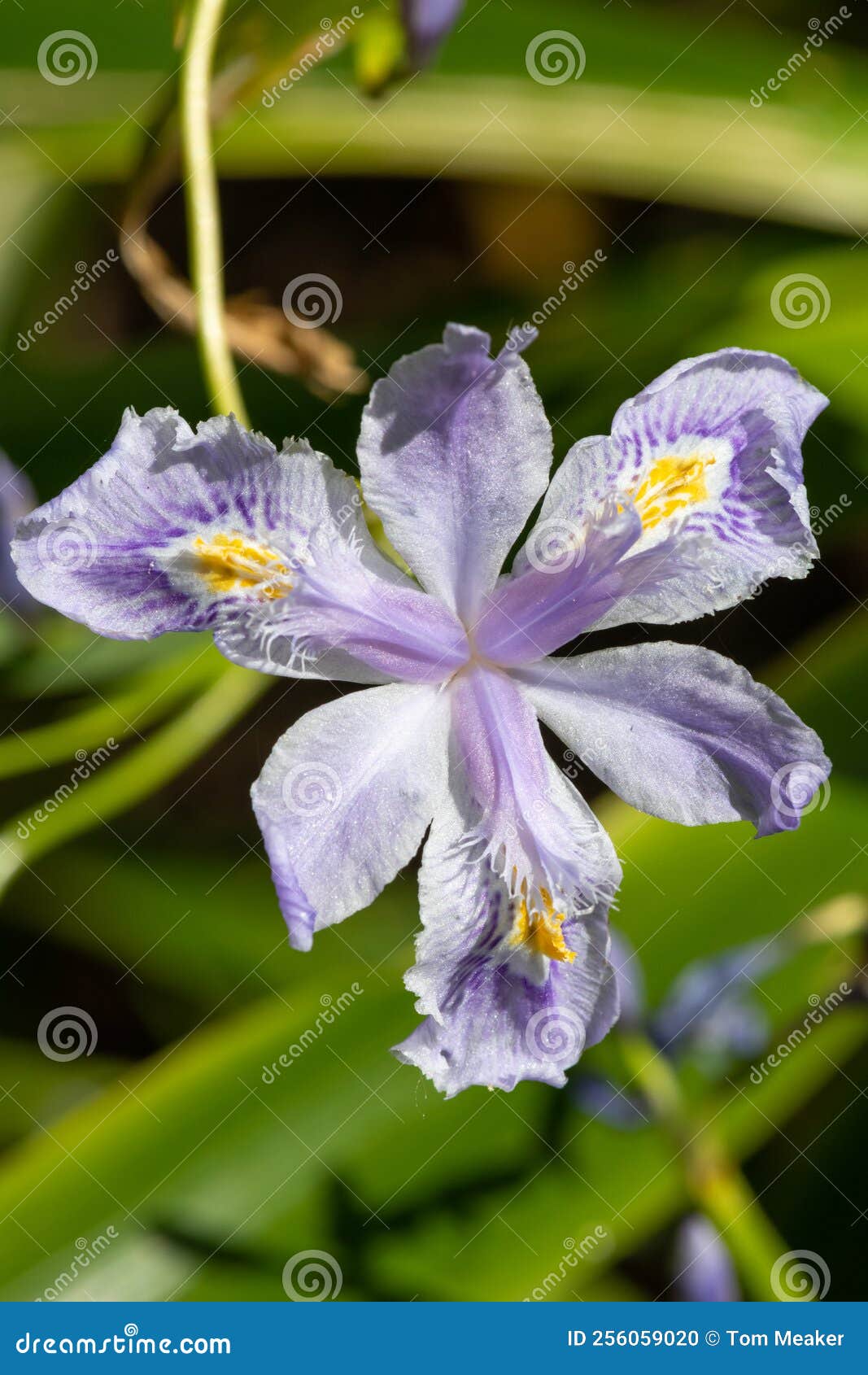 Bamboo Iris Iris Confusa Flower Stock Photo - Image of inflorescence ...