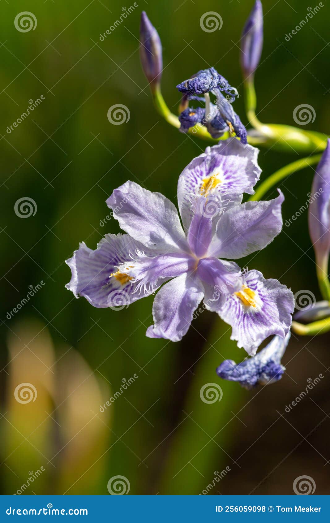 Bamboo Iris Iris Confusa Flower Stock Photo - Image of beauty, garden ...