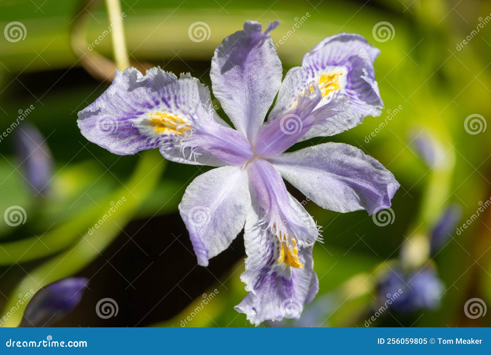Bamboo Iris Iris Confusa Flower Stock Image - Image of horticulture ...