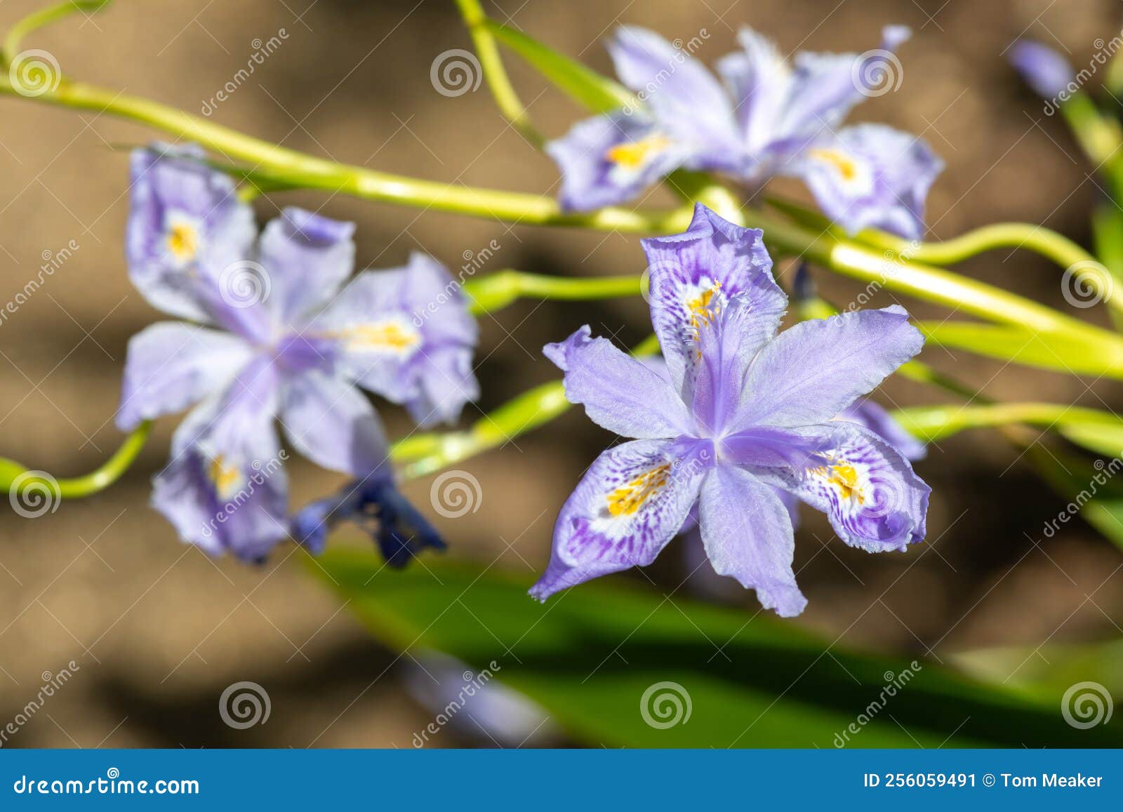 Bamboo Iris Iris Confusa Flowers Stock Image - Image of inflorescence ...