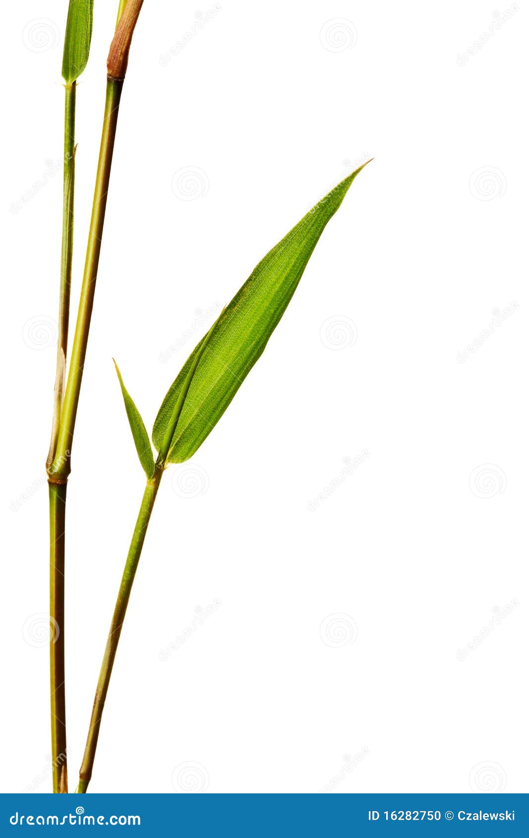 Bamboo Isolated stock photo. Image of asia, macro, bamboo - 16282750