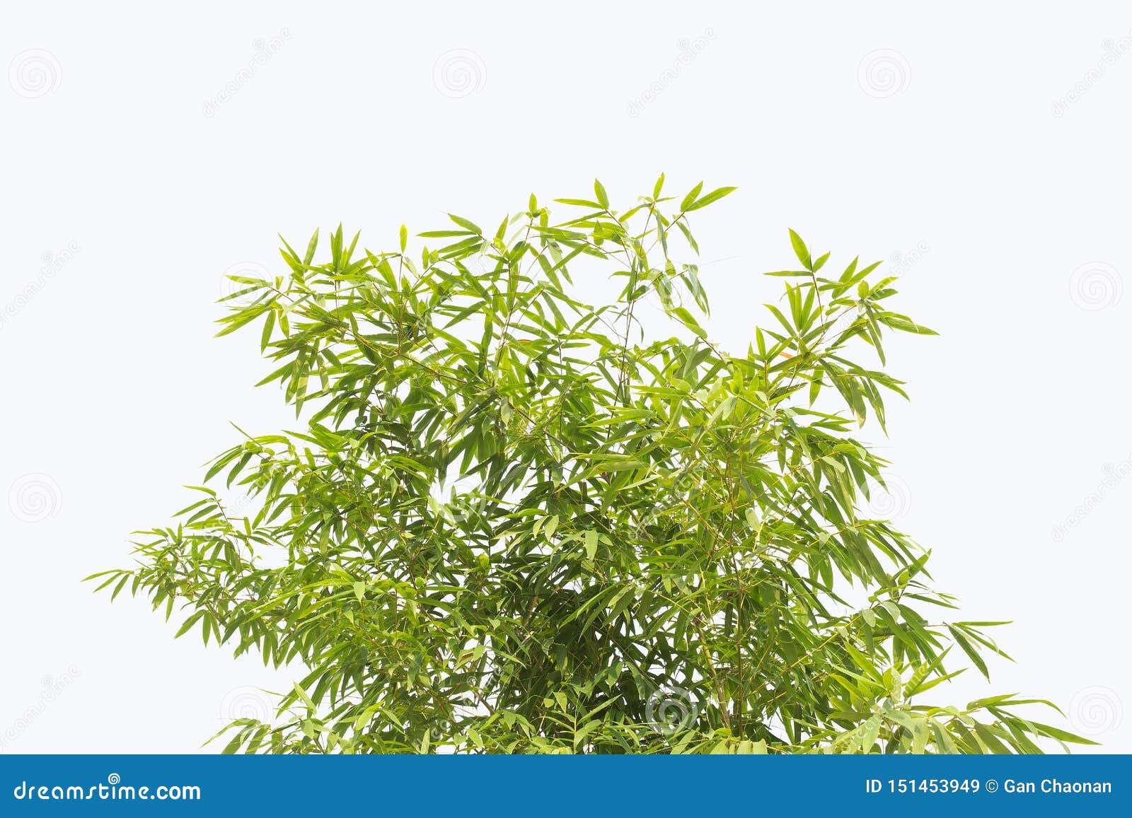 Bamboo. Isolated Tree on White Background Stock Image - Image of ...