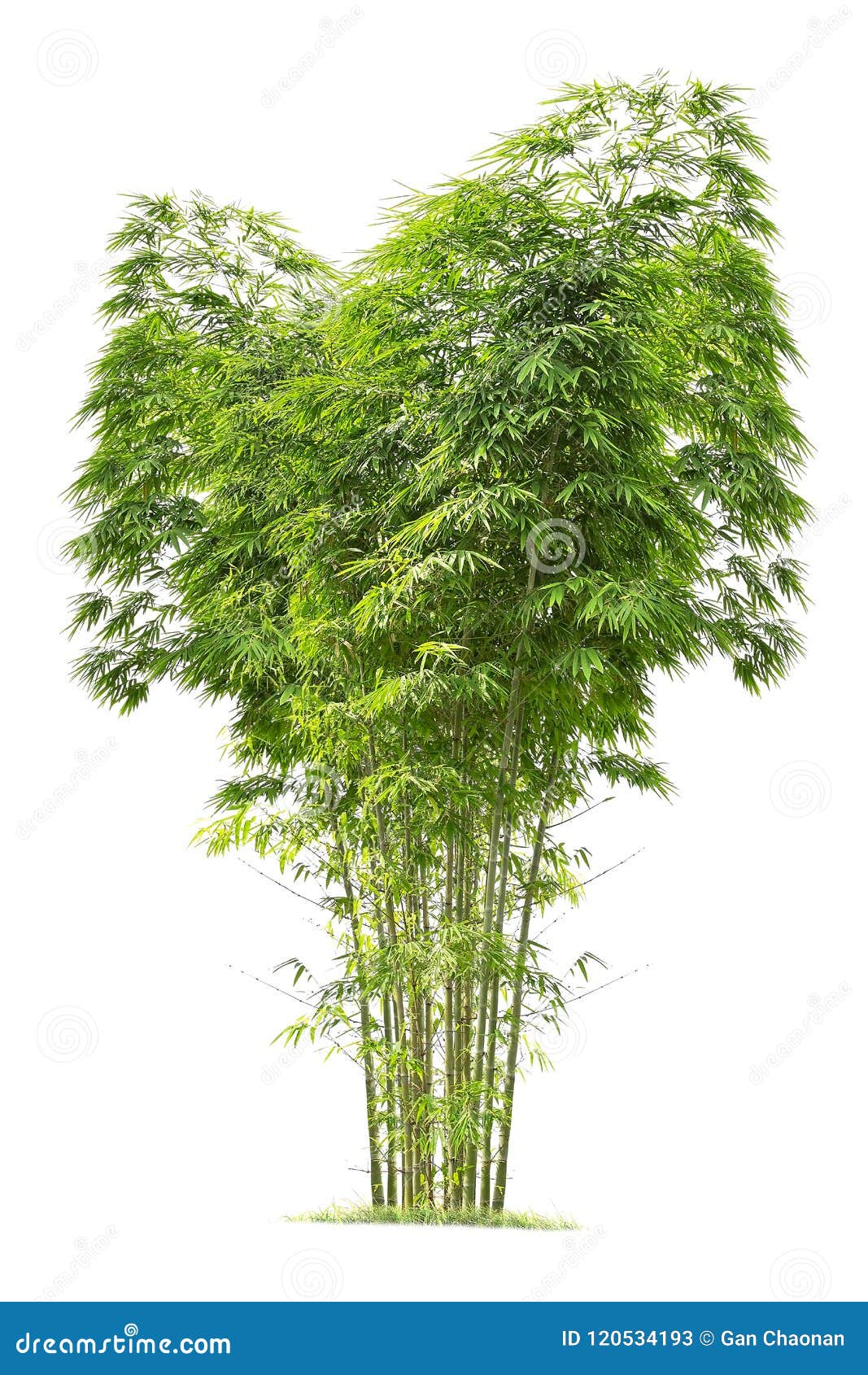 Bamboo. Isolated Tree on White Background Stock Image - Image of large ...