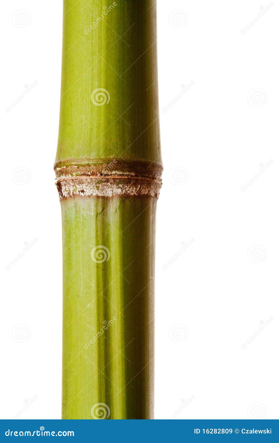 Bamboo Isolated on White stock image. Image of background - 16282809