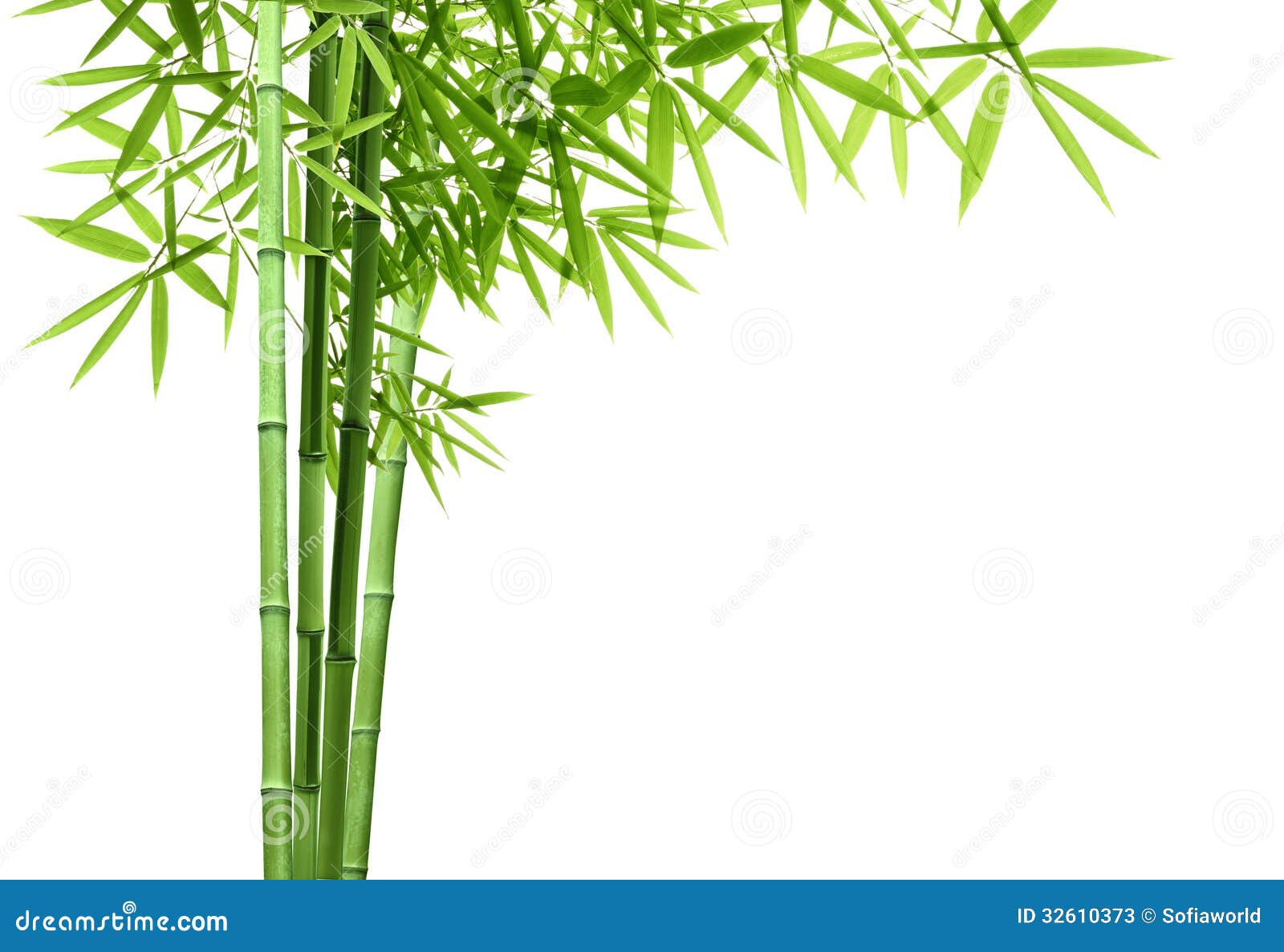 Bamboo stock image. Image of freshness, background, green - 32610373