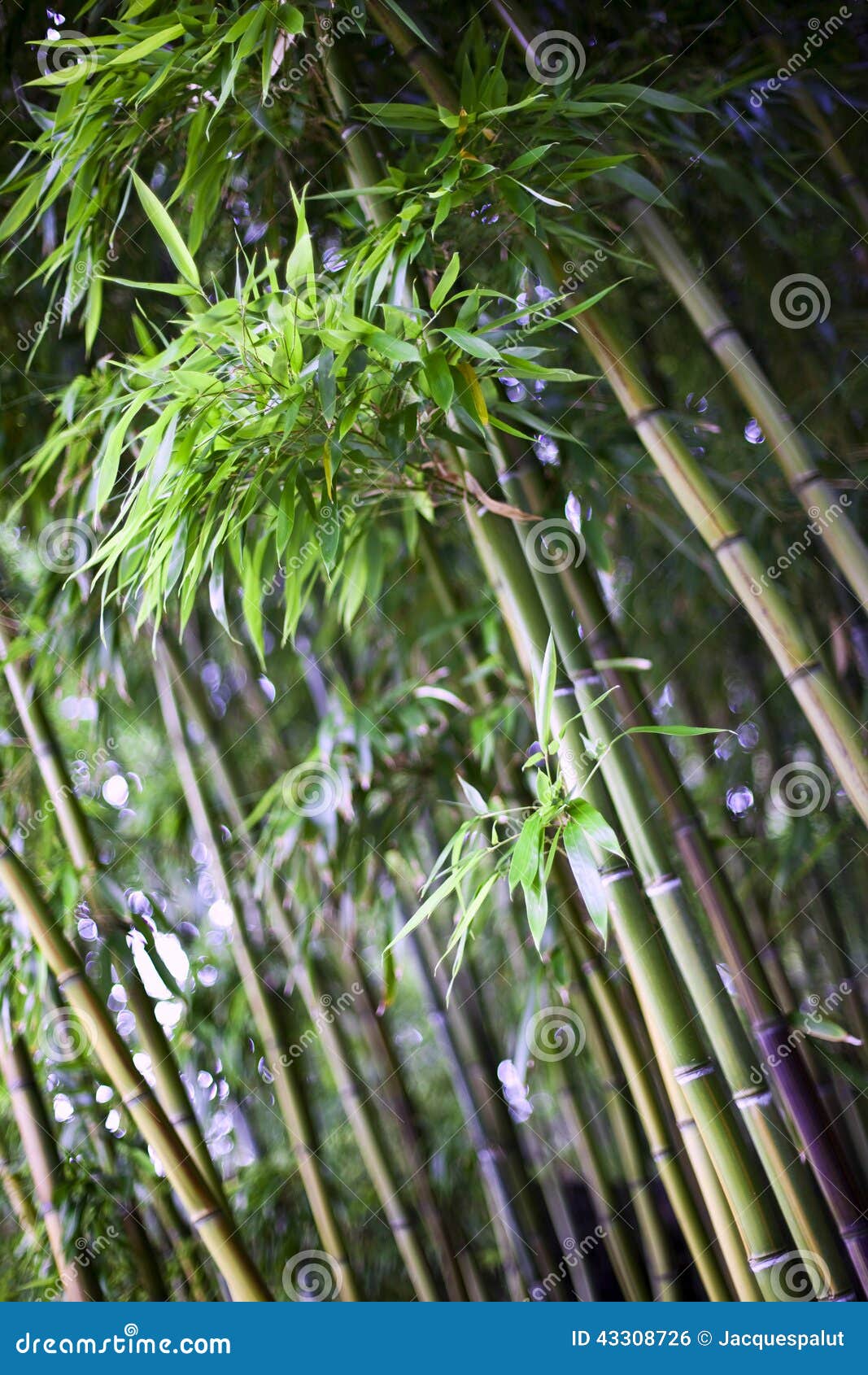 Bamboo stock photo. Image of japanese, natural, trunk - 43308726