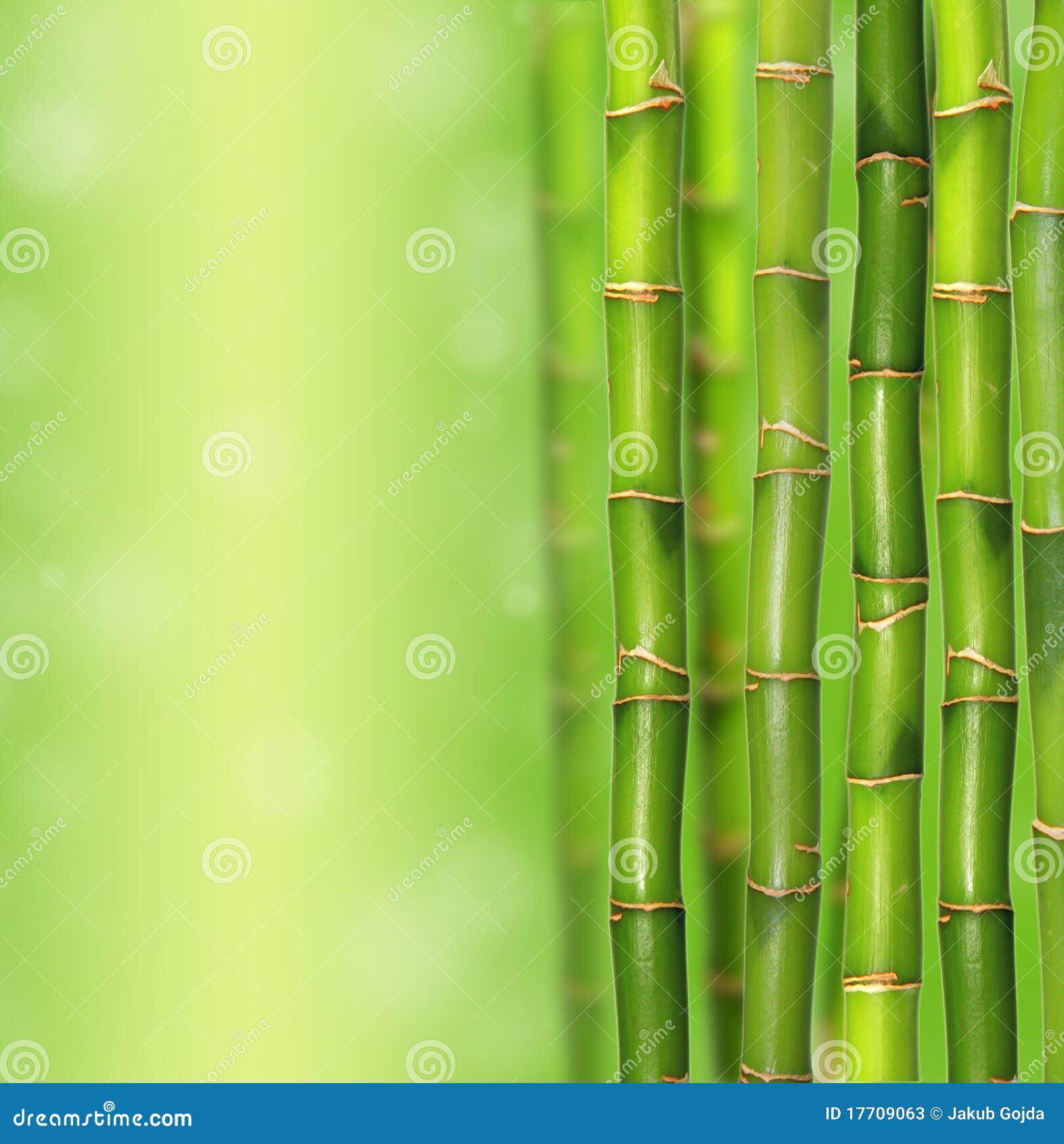 Bamboo jungle background stock image. Image of botanical - 17709063