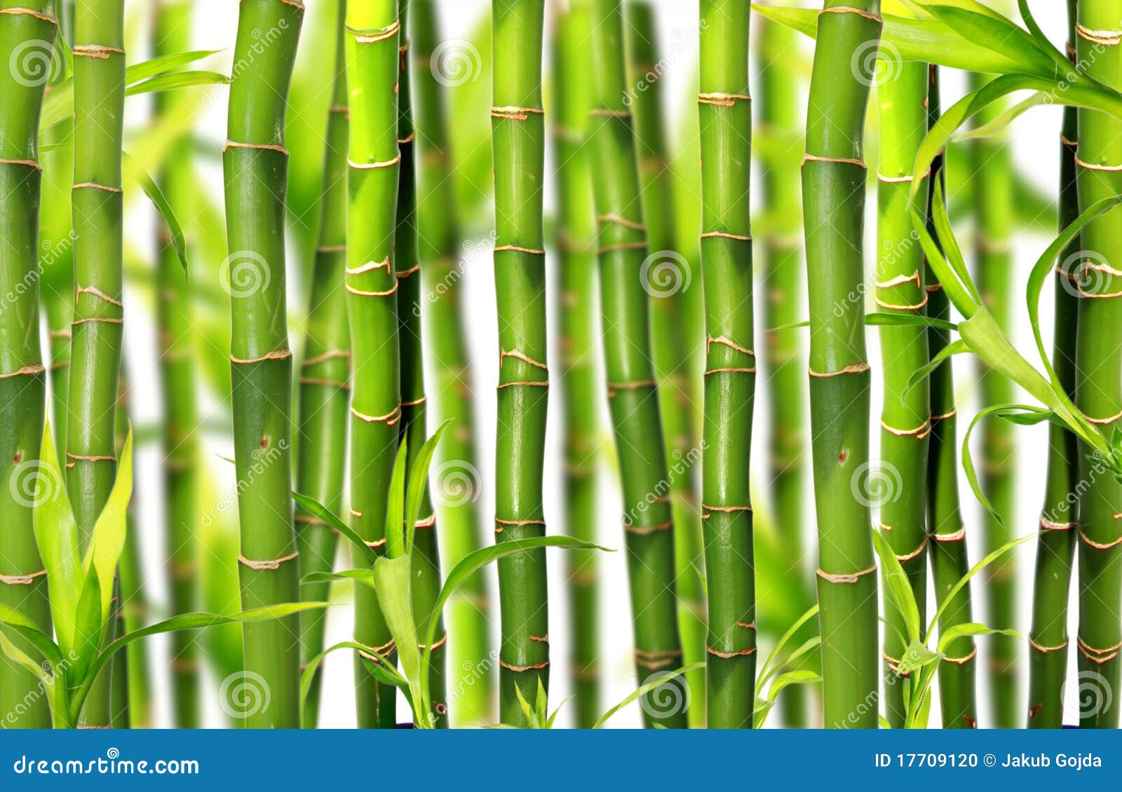 Bamboo jungle background stock photo. Image of culture - 17709120