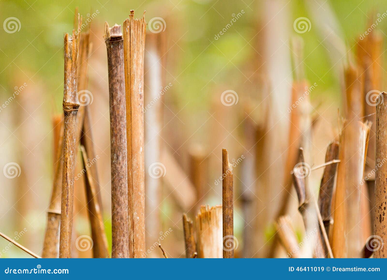 Bamboo stock image. Image of bamboo, dead, landscape - 46411019