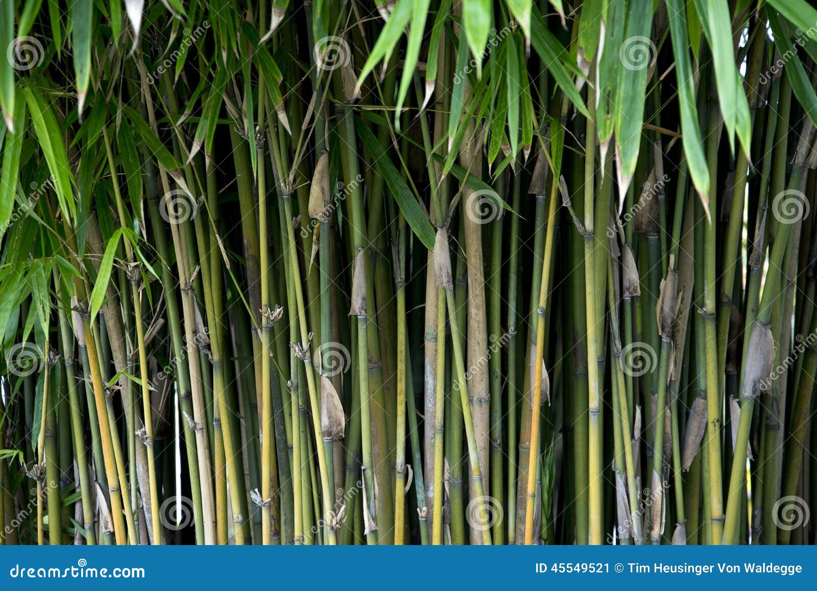 Bamboo stock image. Image of peace, japanese, forest - 45549521
