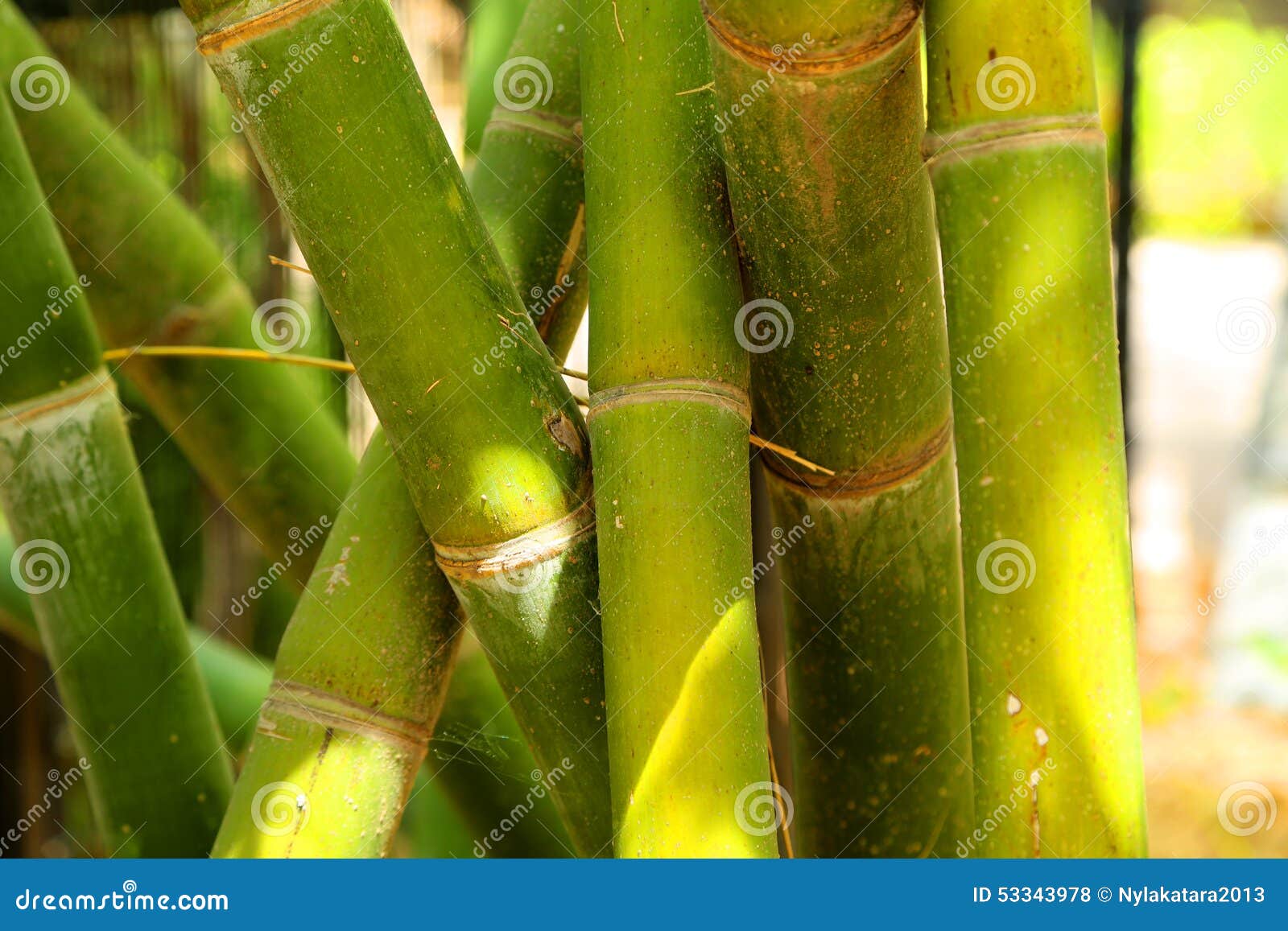Bamboo stock photo. Image of bamboo, branch, large, cane - 53343978
