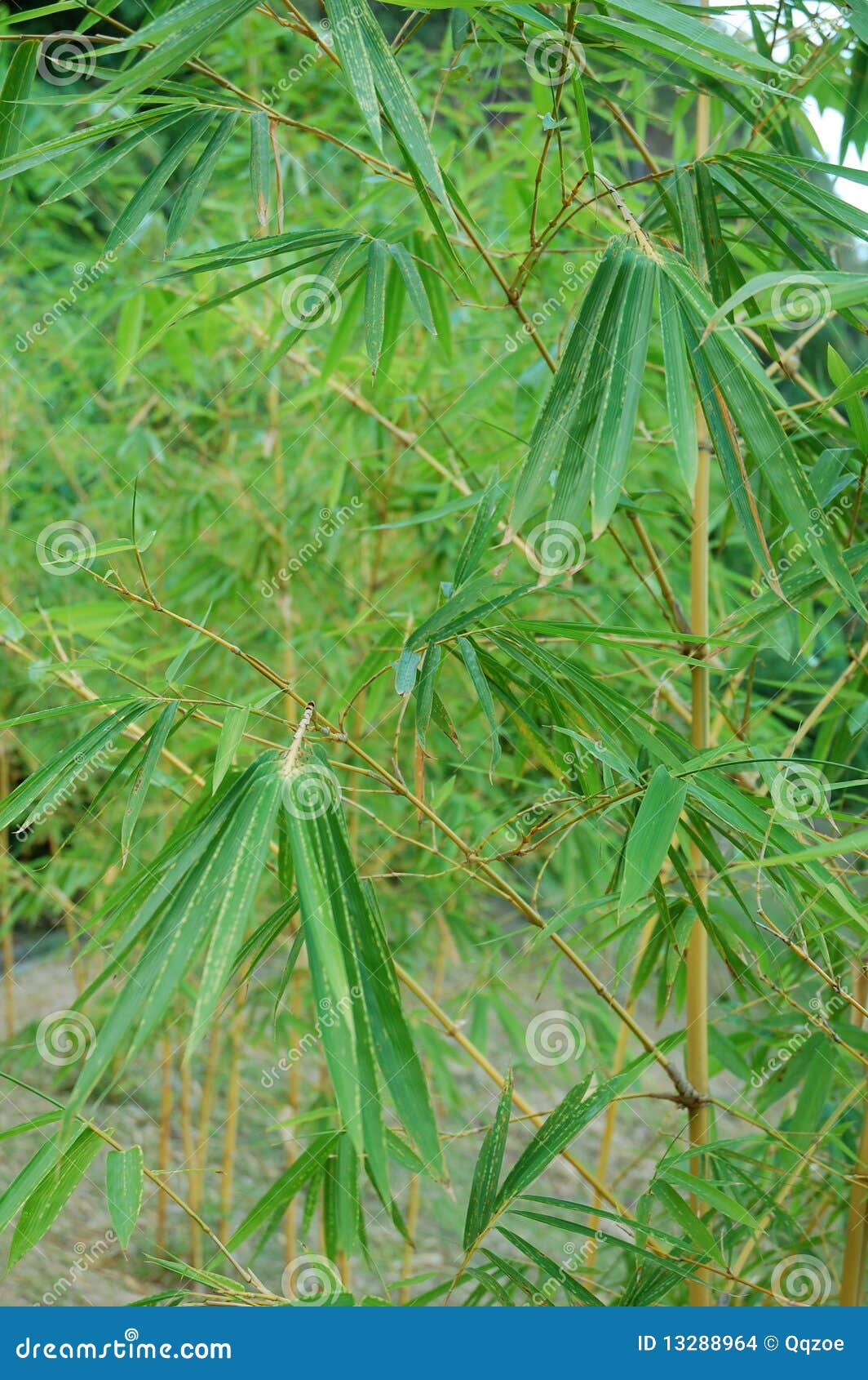 Bamboo leaf stock photo. Image of bamboo, wood, plant - 13288964