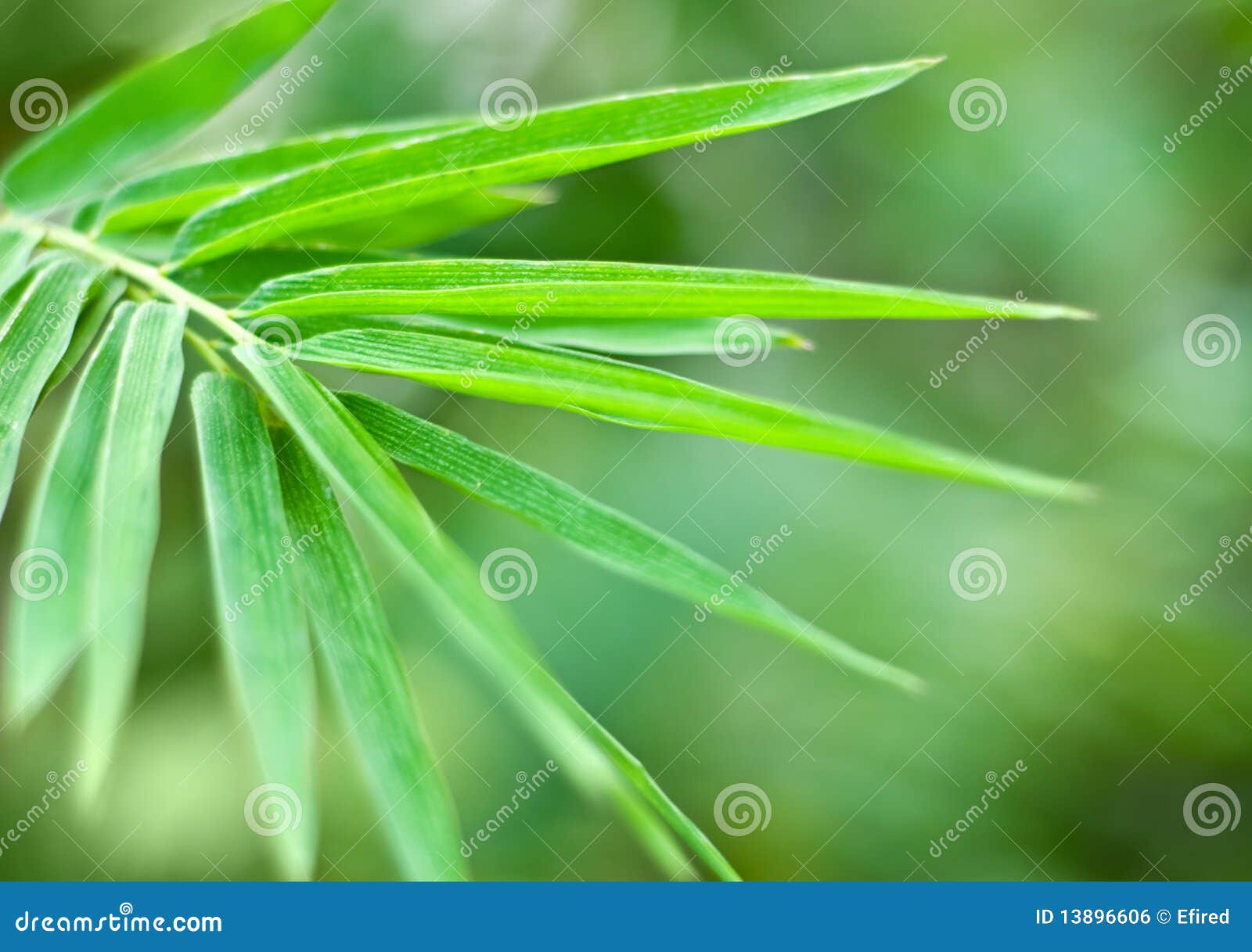Bamboo leaf stock photo. Image of color, brightly, bright - 13896606