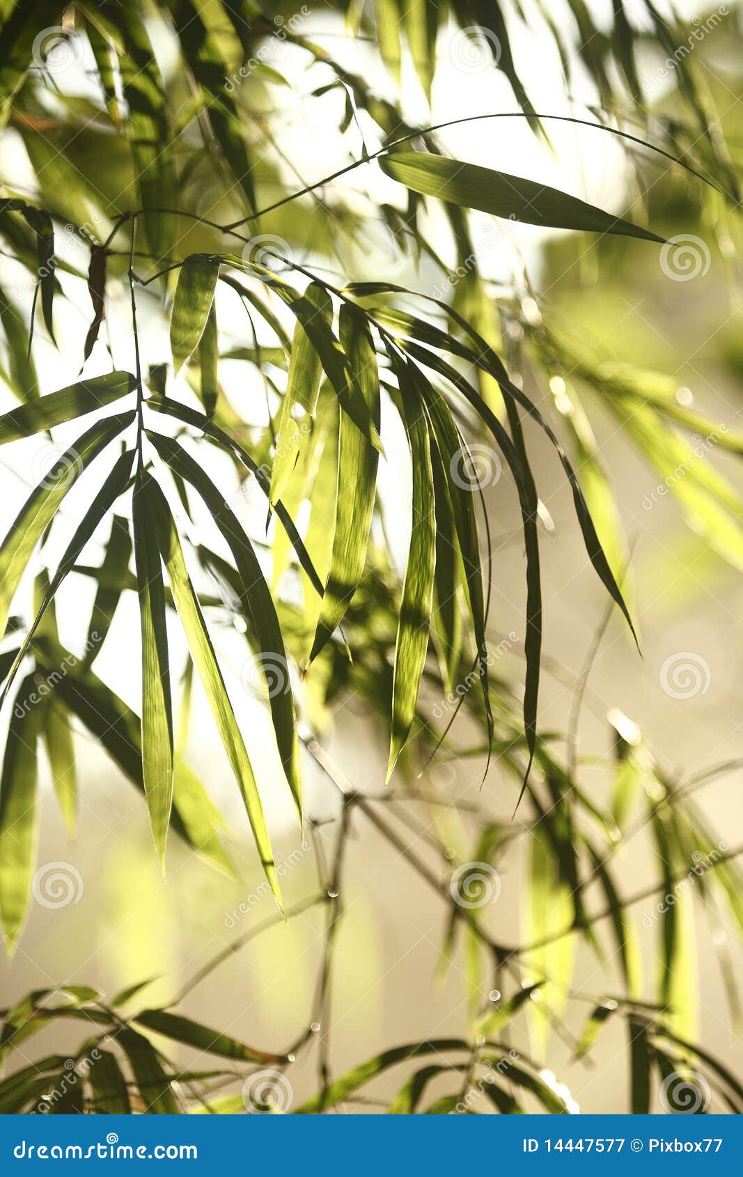 Bamboo leaf stock image. Image of china, flora, glow - 14447577