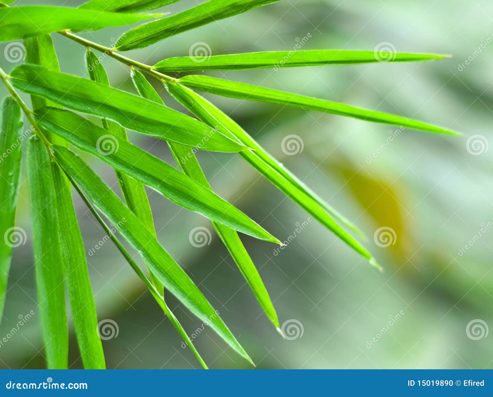 Bamboo leaf stock photo. Image of floral, green, east - 15019890