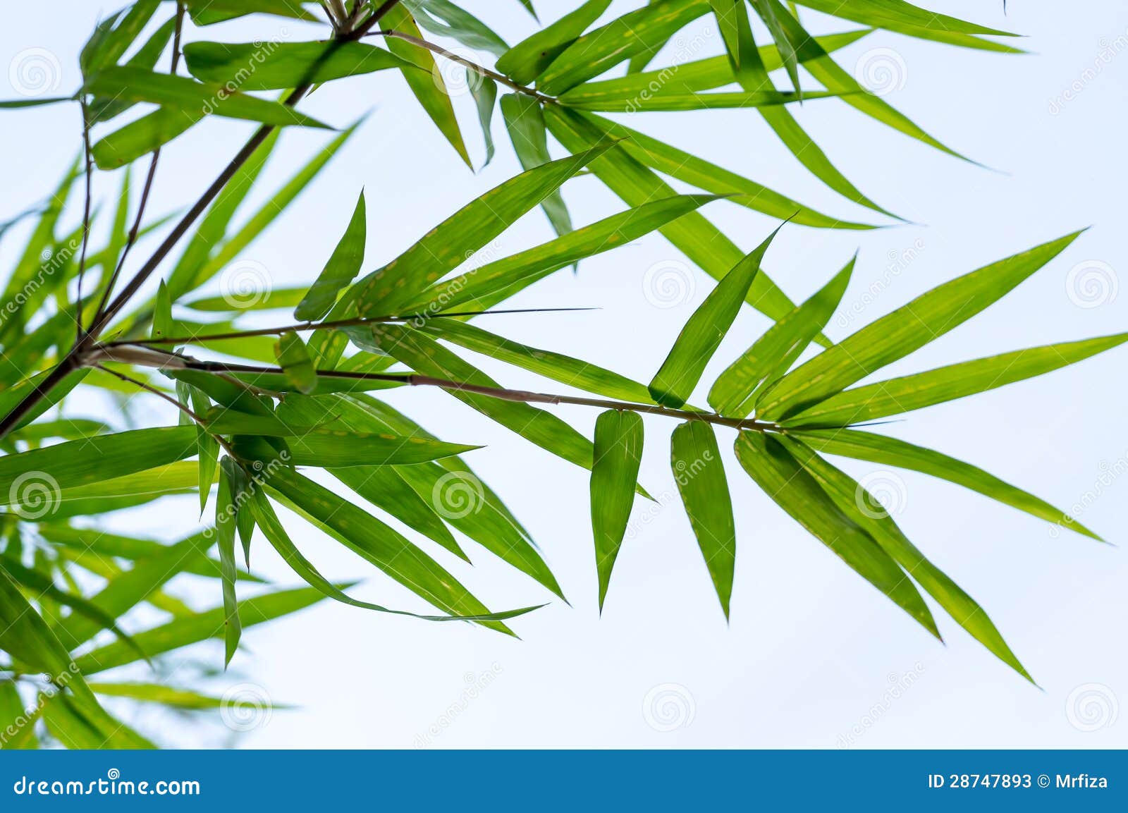 Bamboo leaf stock image. Image of asia, bright, botanical - 28747893