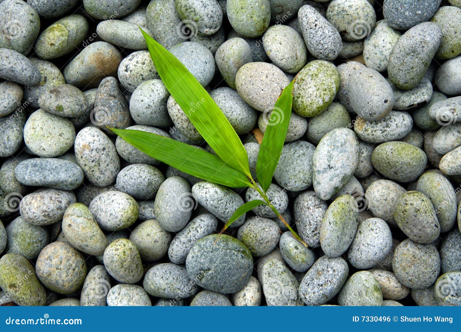 Bamboo leaf stock photo. Image of plant, bath, peace, green - 7330496