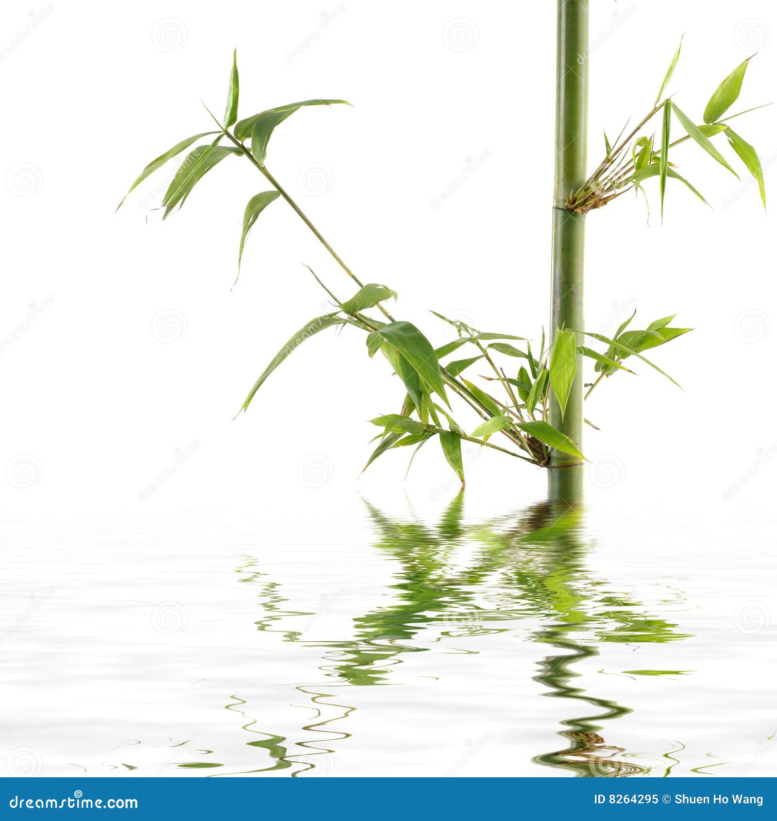 Bamboo leaf stock image. Image of bamboo, life, isolated - 8264295