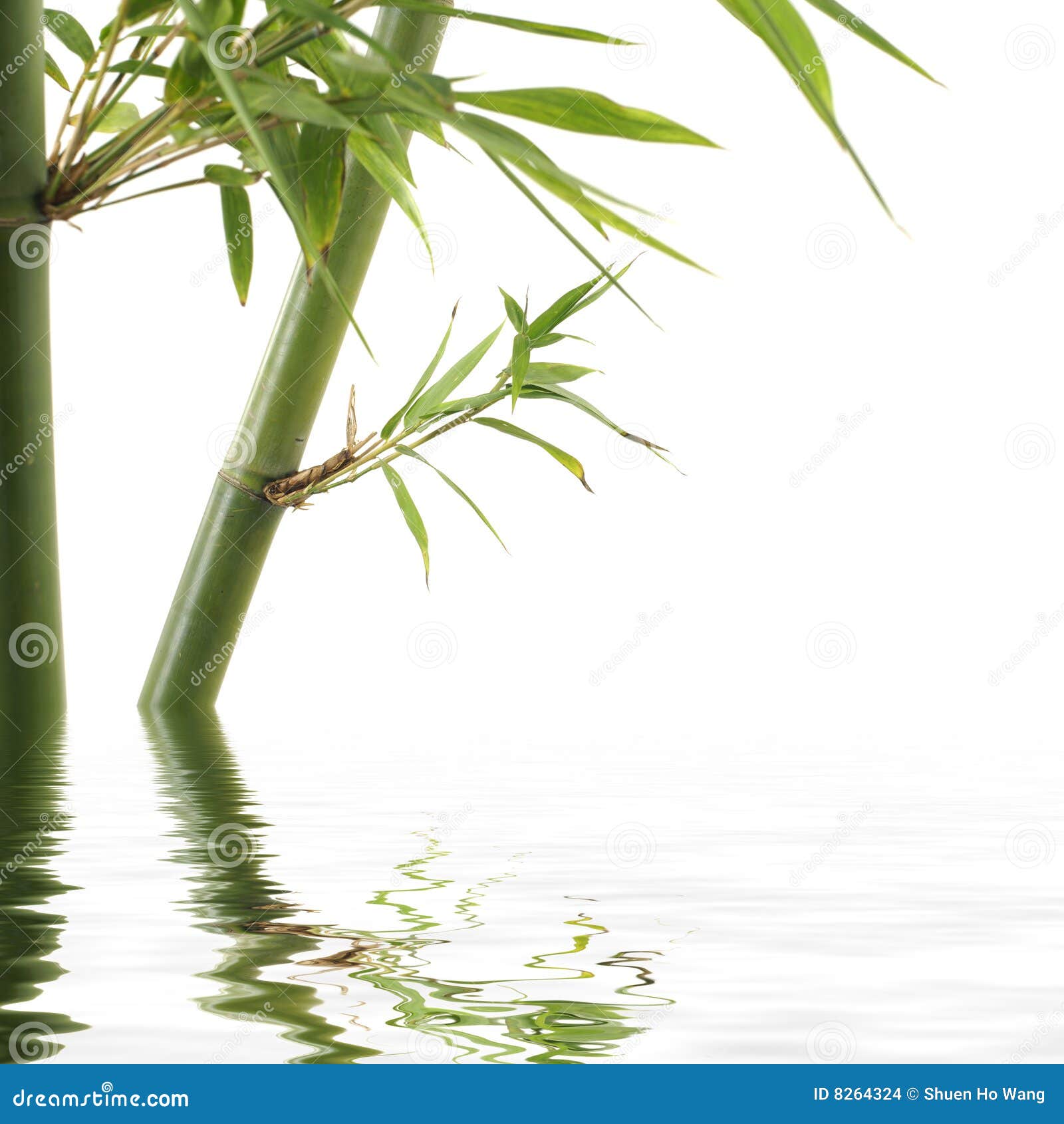 Bamboo leaf stock photo. Image of power, china, nature - 8264324