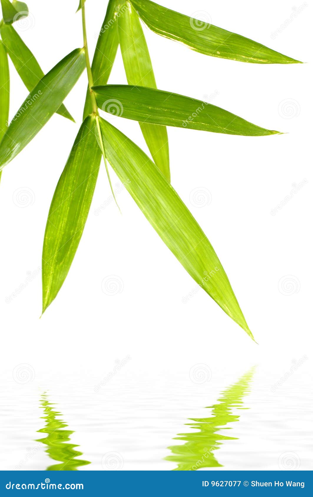 Bamboo leaf stock image. Image of green, dewy, branch - 9627077