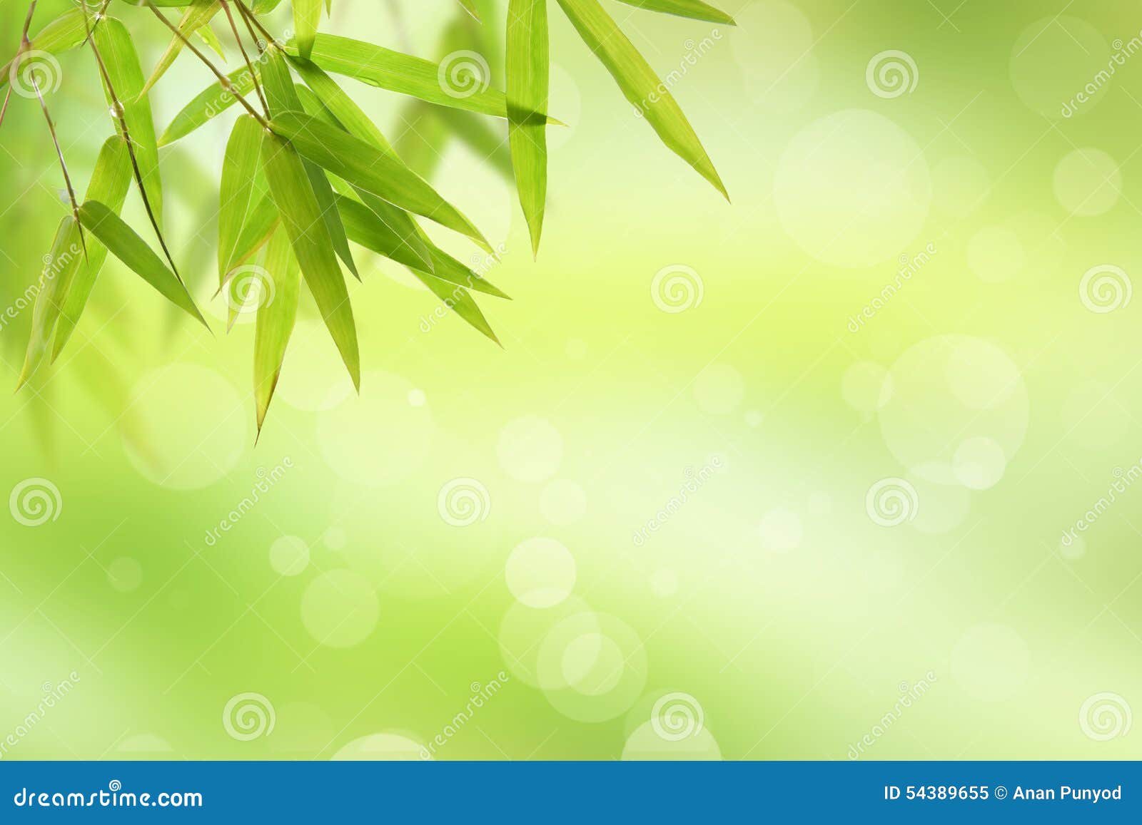 Bamboo Leaf and Abstract Green Background Bokeh Stock Image - Image of ...