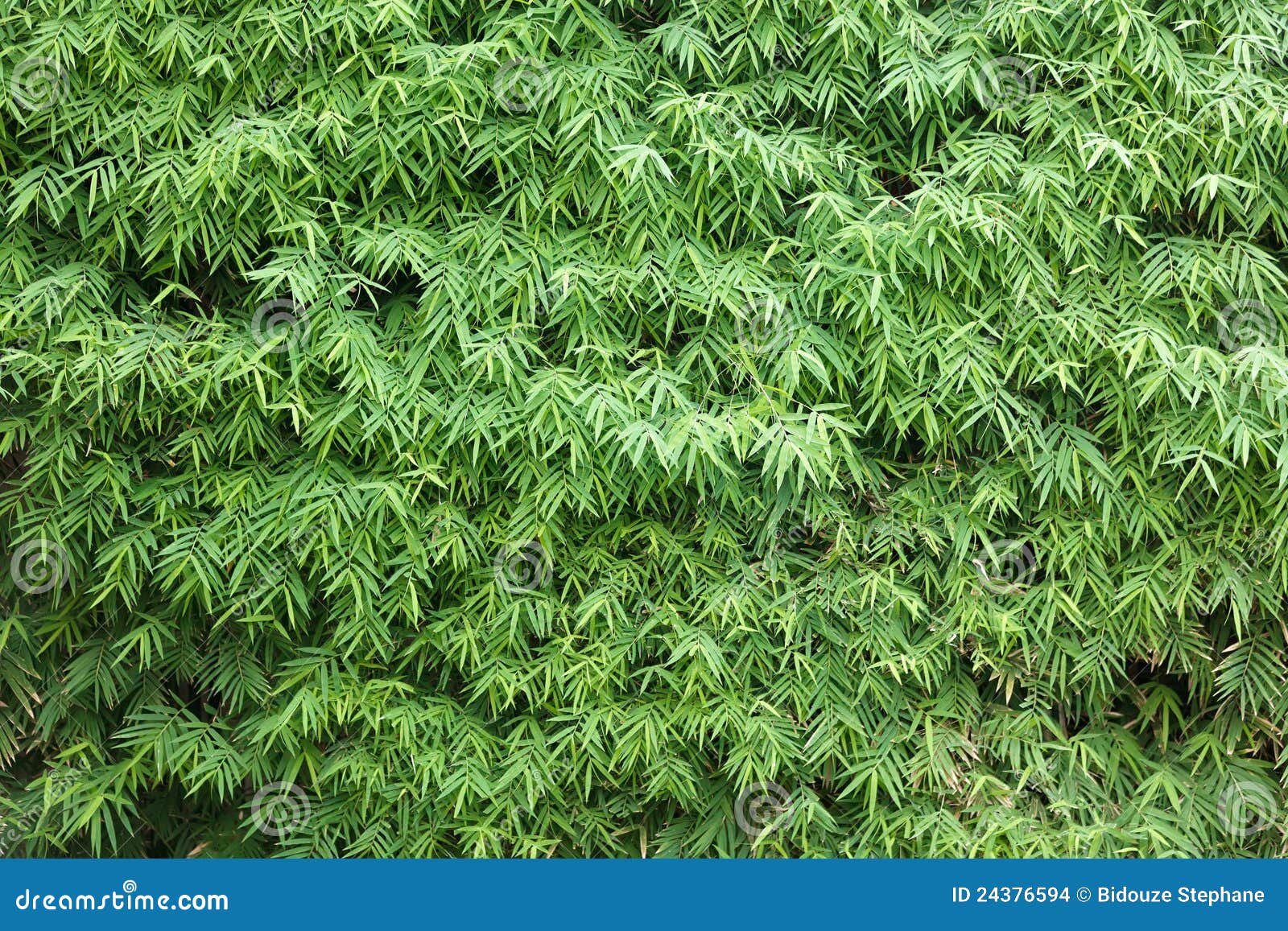 Bamboo leaf background stock photo. Image of jungle, chinese - 24376594