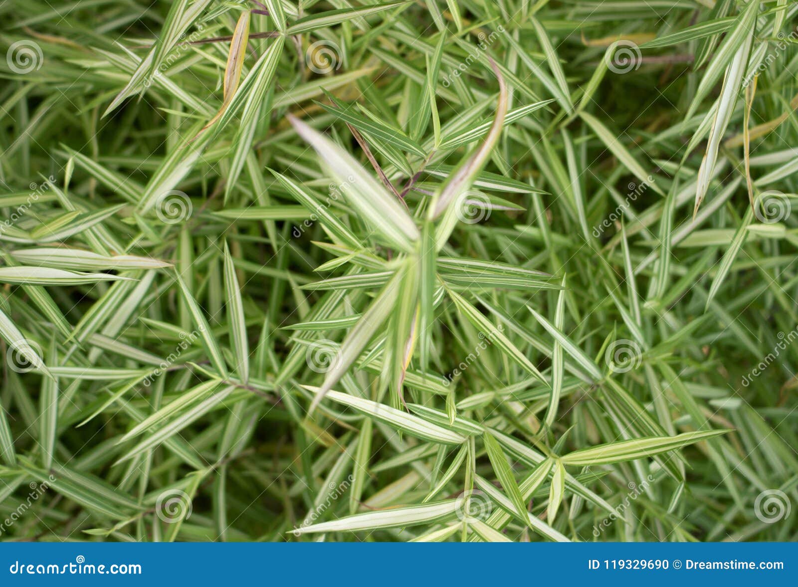 Bamboo leaf background stock photo. Image of tropical - 119329690