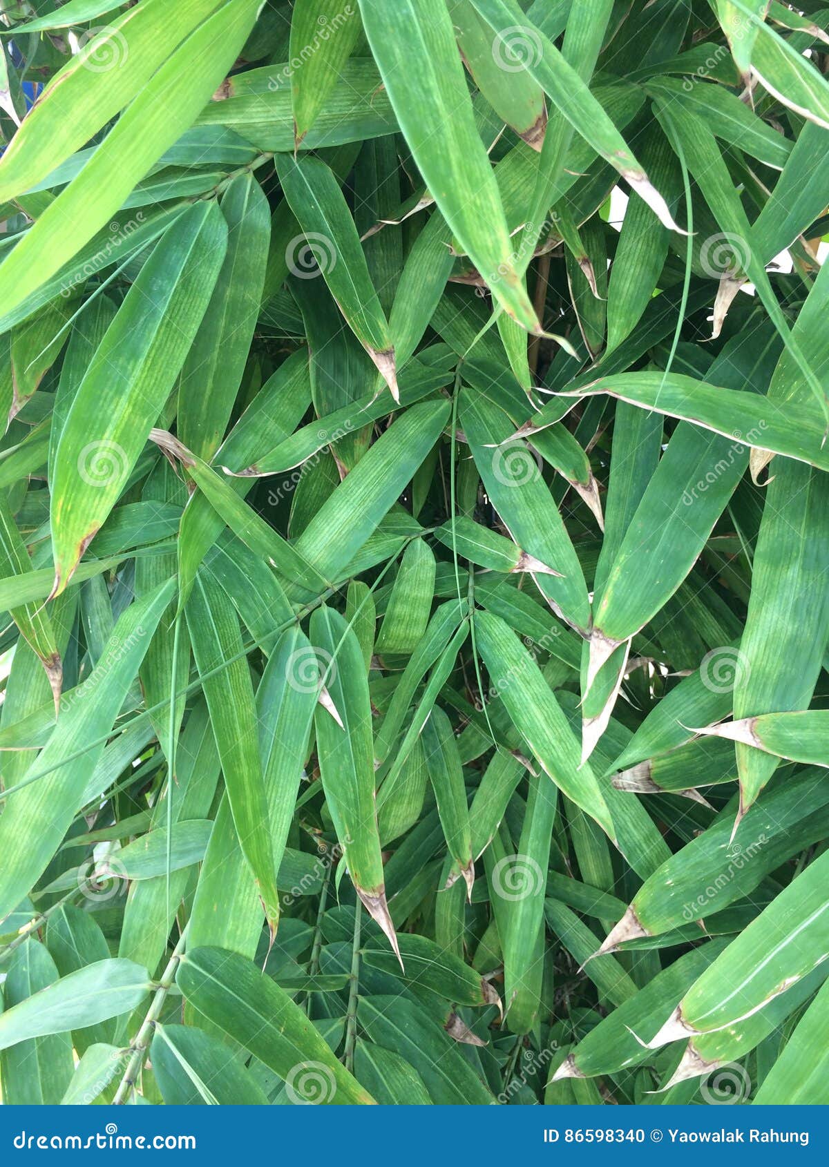 Bamboo leaf stock photo. Image of floral, botany, flora - 86598340