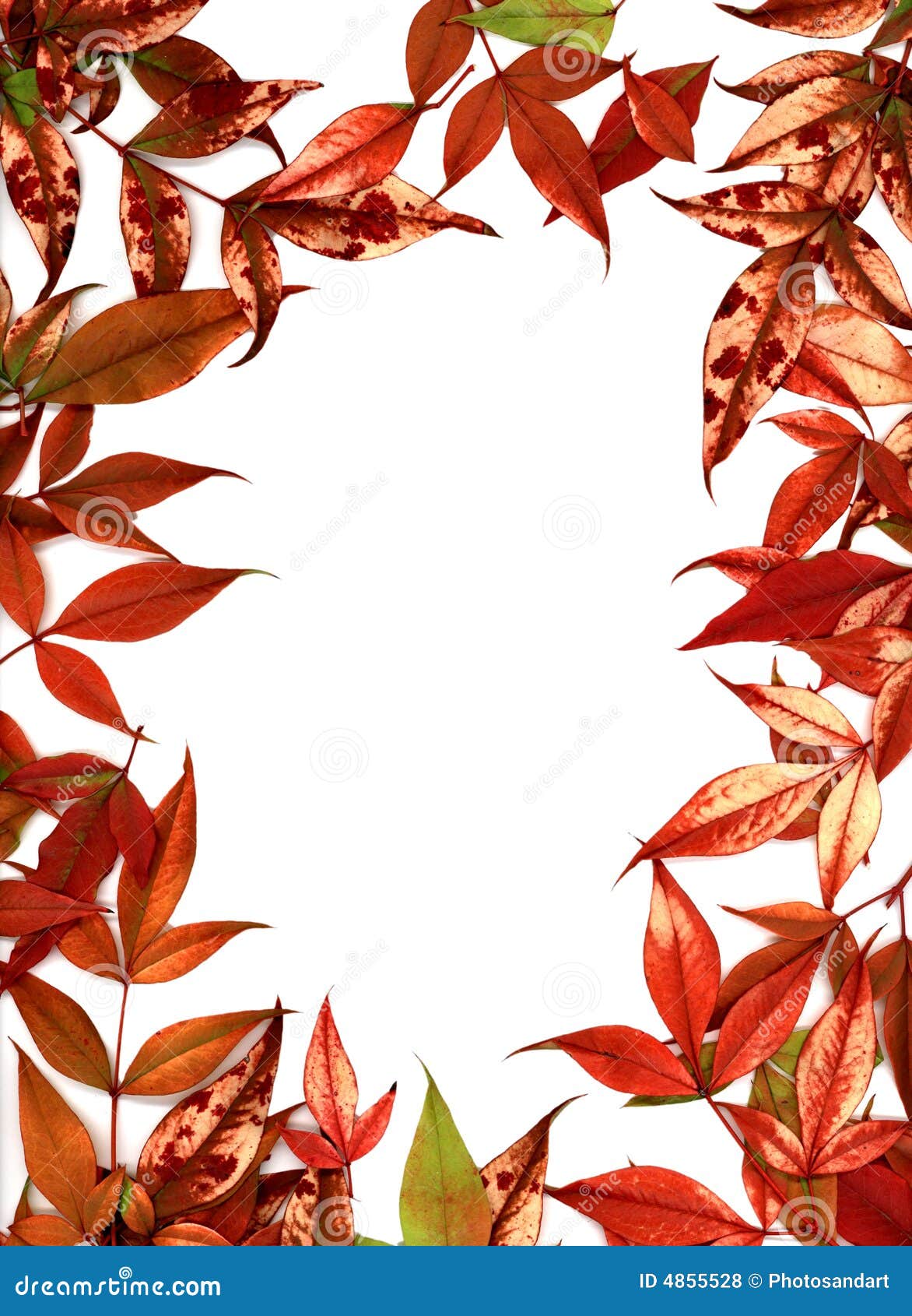 Bamboo leaf border stock photo. Image of lines, plant - 4855528